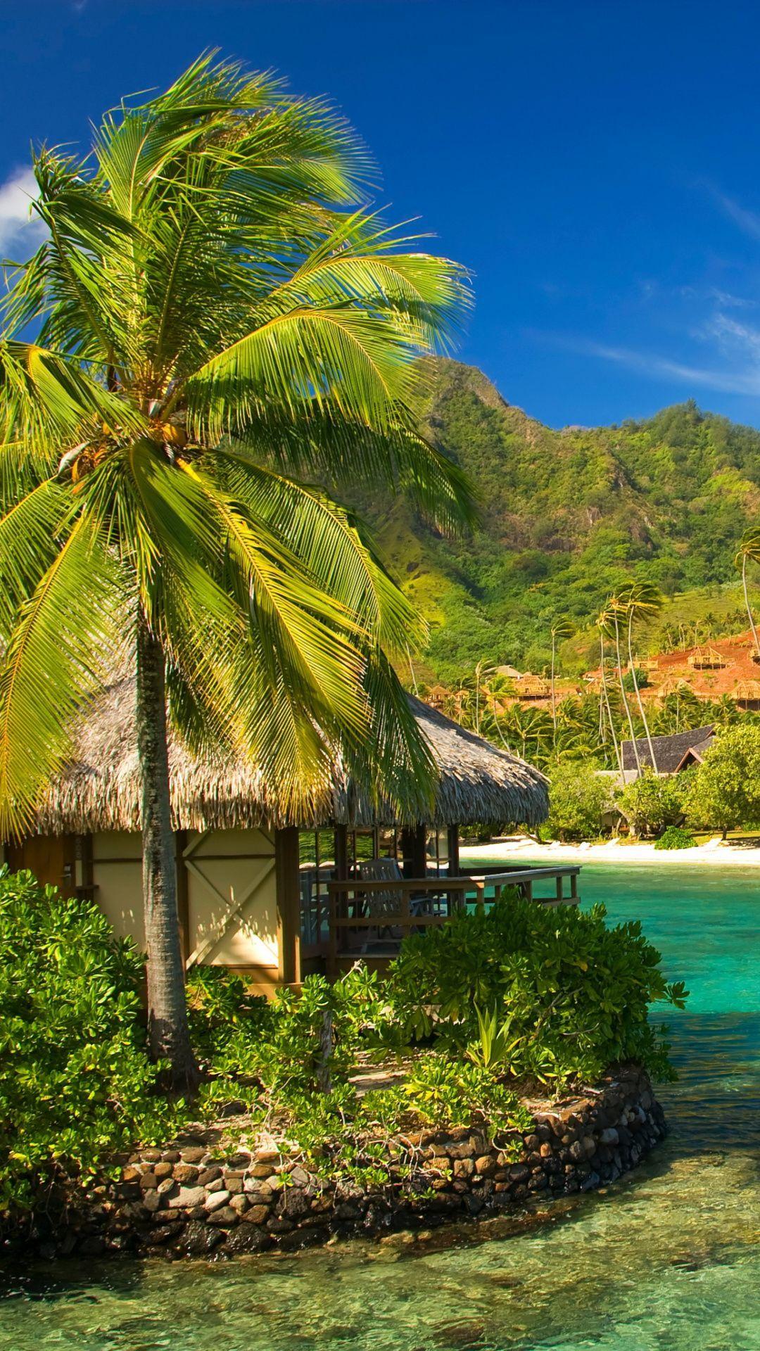 Vegetation Wallpapers - Top Free Vegetation Backgrounds - WallpaperAccess