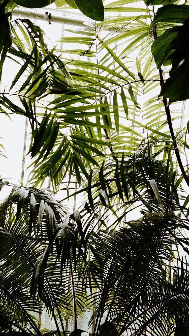 Vegetation Wallpapers - Top Free Vegetation Backgrounds - WallpaperAccess