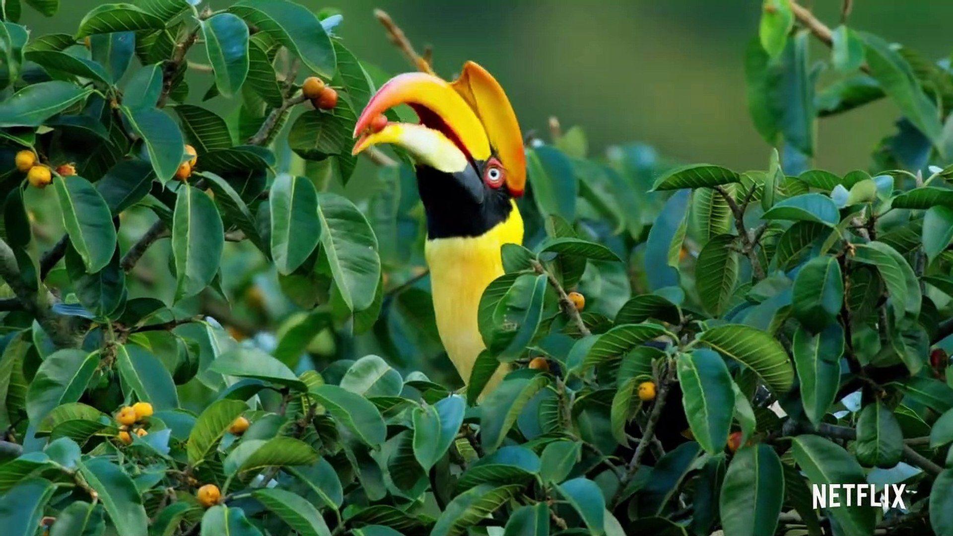 Our Planet Netflix Wallpapers - Top Free Our Planet Netflix Backgrounds ...