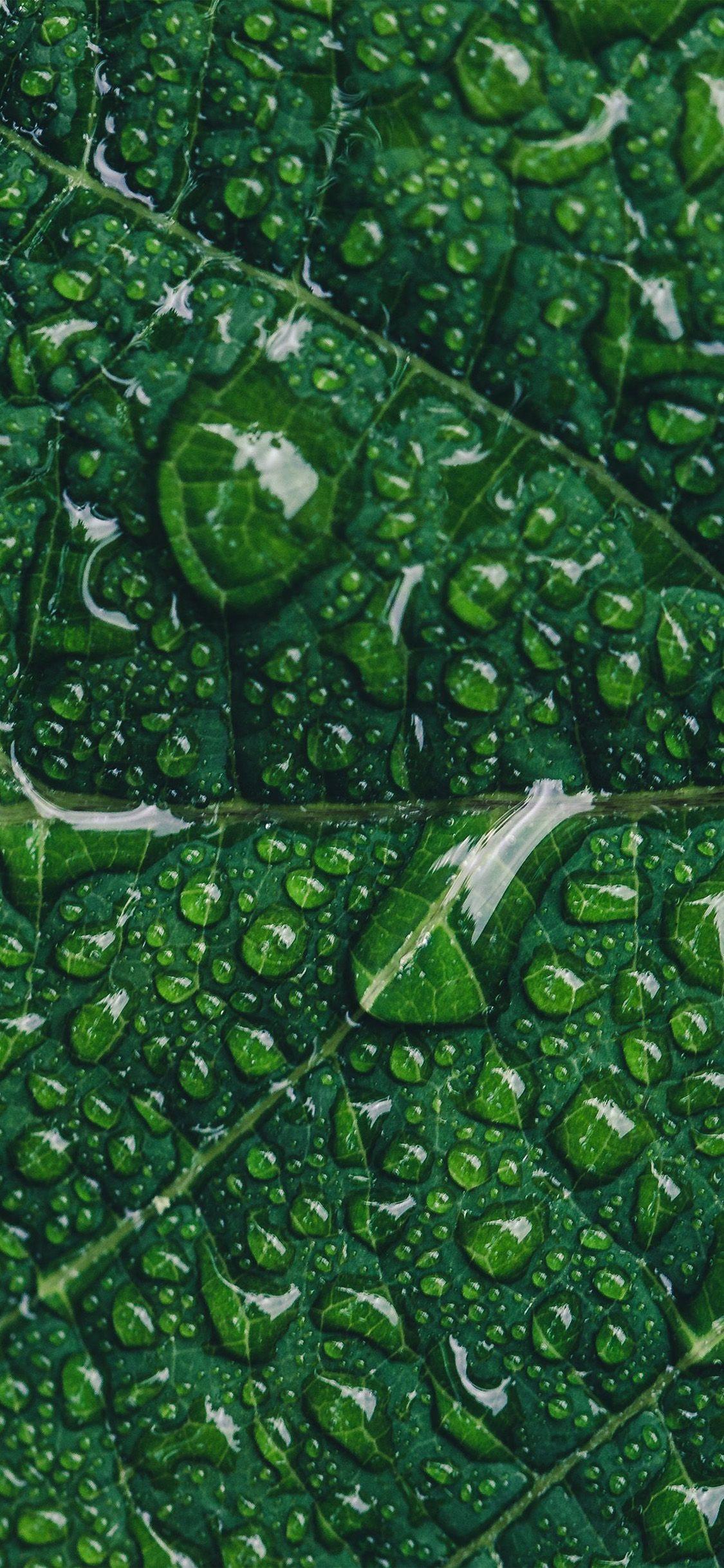 Leaf iPhone Wallpapers - Top Free Leaf iPhone Backgrounds - WallpaperAccess