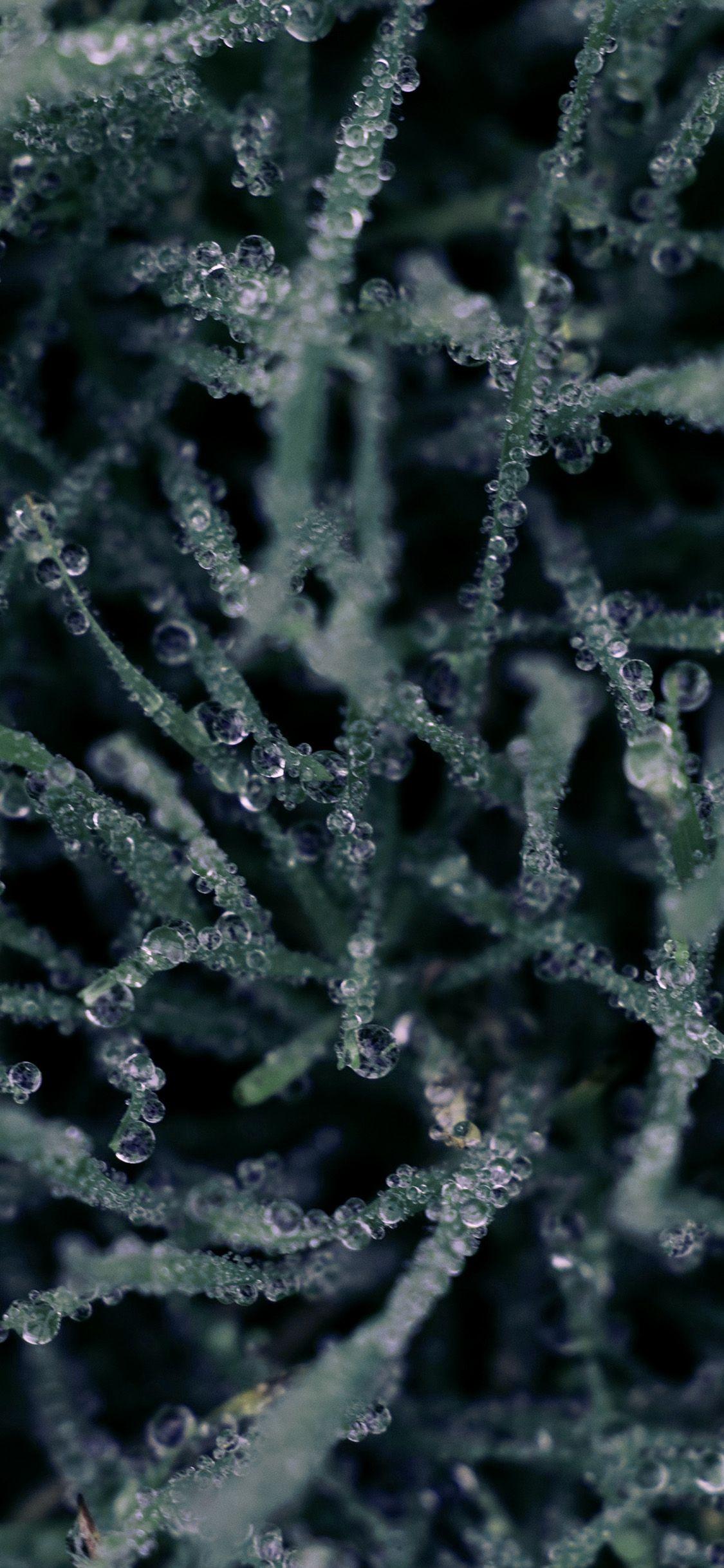 Rain and Trees iPhone Wallpapers - Top Free Rain and Trees iPhone ...