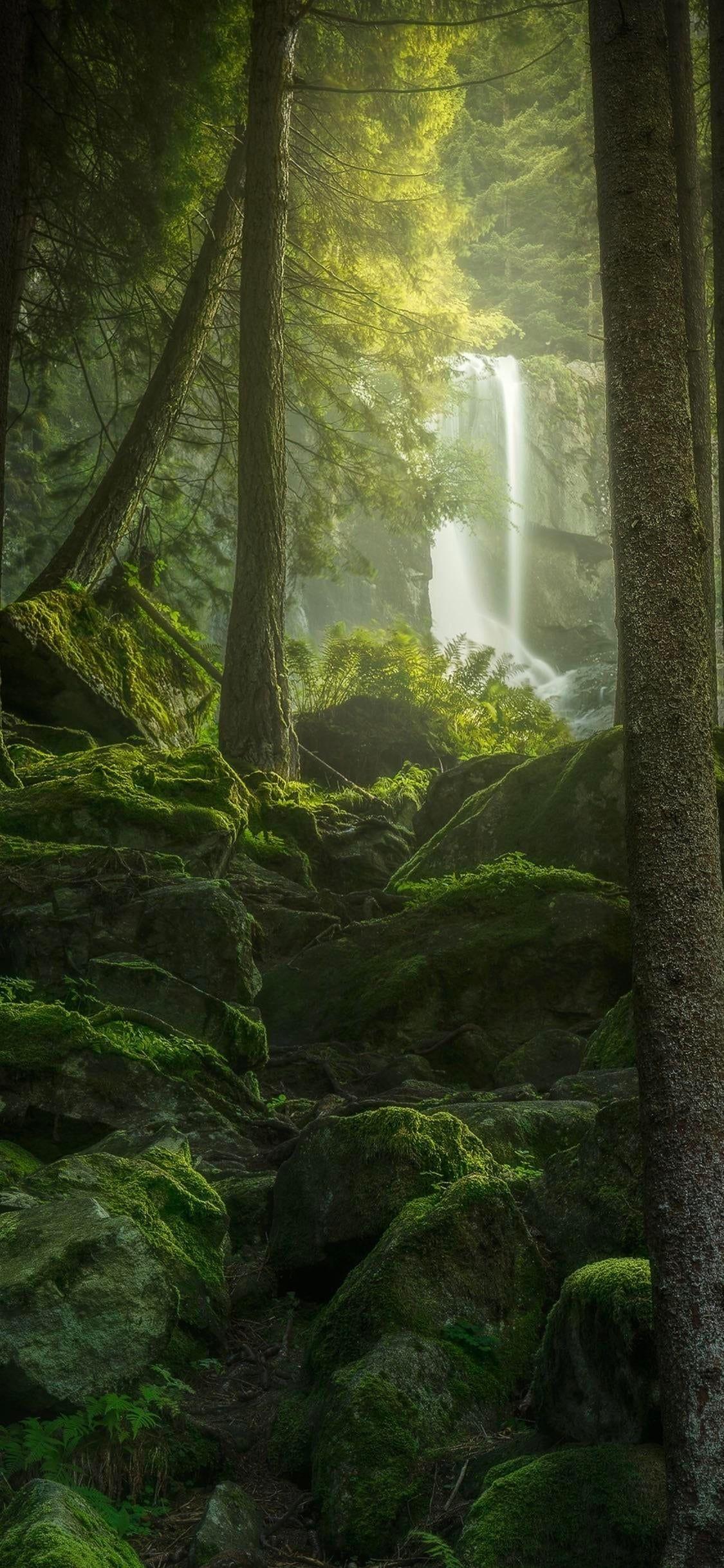 Forest HD iPhone Wallpapers - Top Free Forest HD iPhone Backgrounds ...