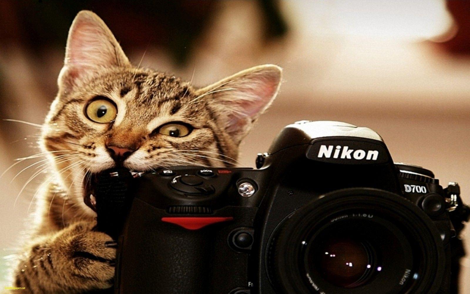 Funny Cat Wallpapers - Top Free Funny Cat Backgrounds - WallpaperAccess