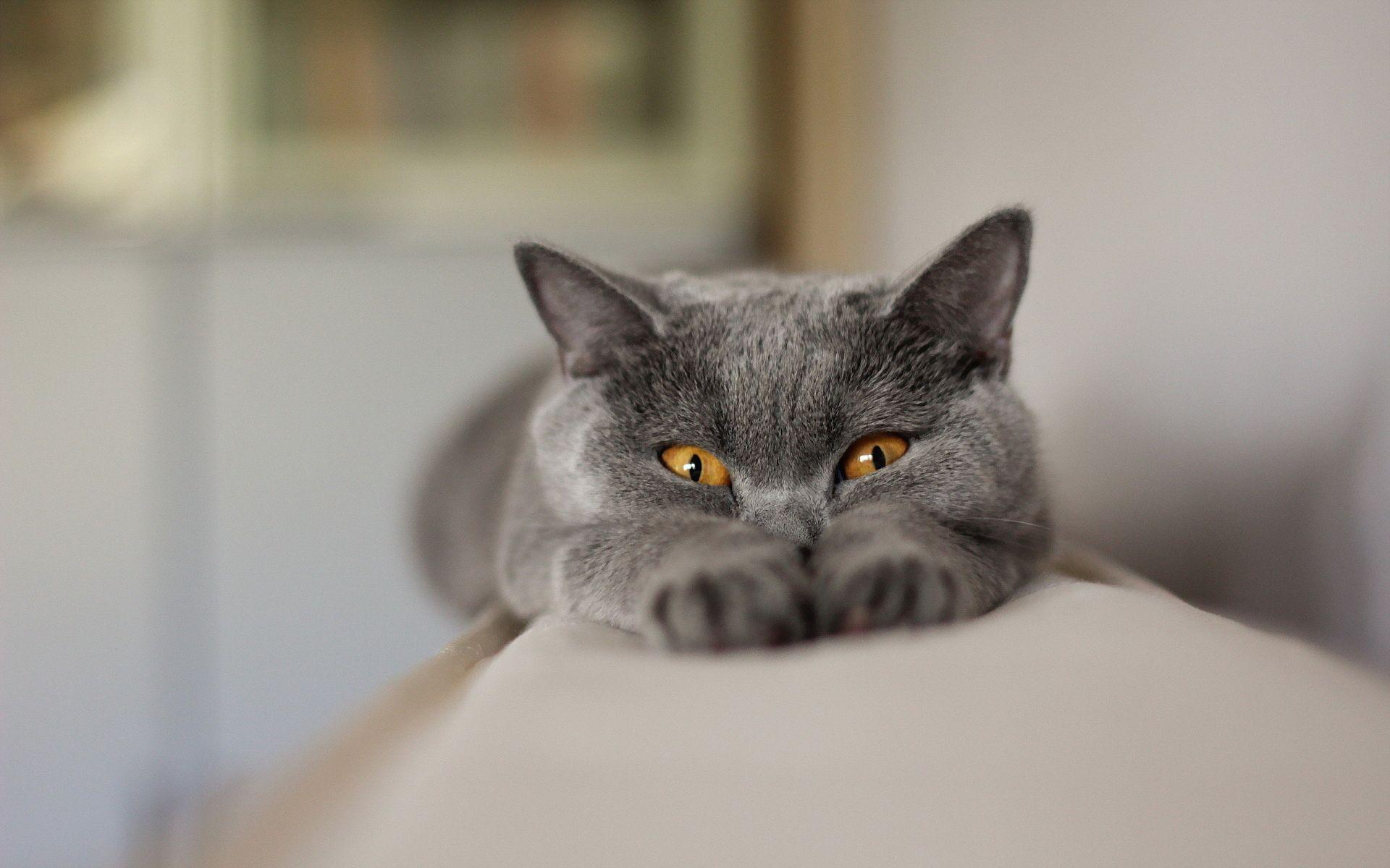 Funny Cat Wallpapers - Top Free Funny Cat Backgrounds - WallpaperAccess