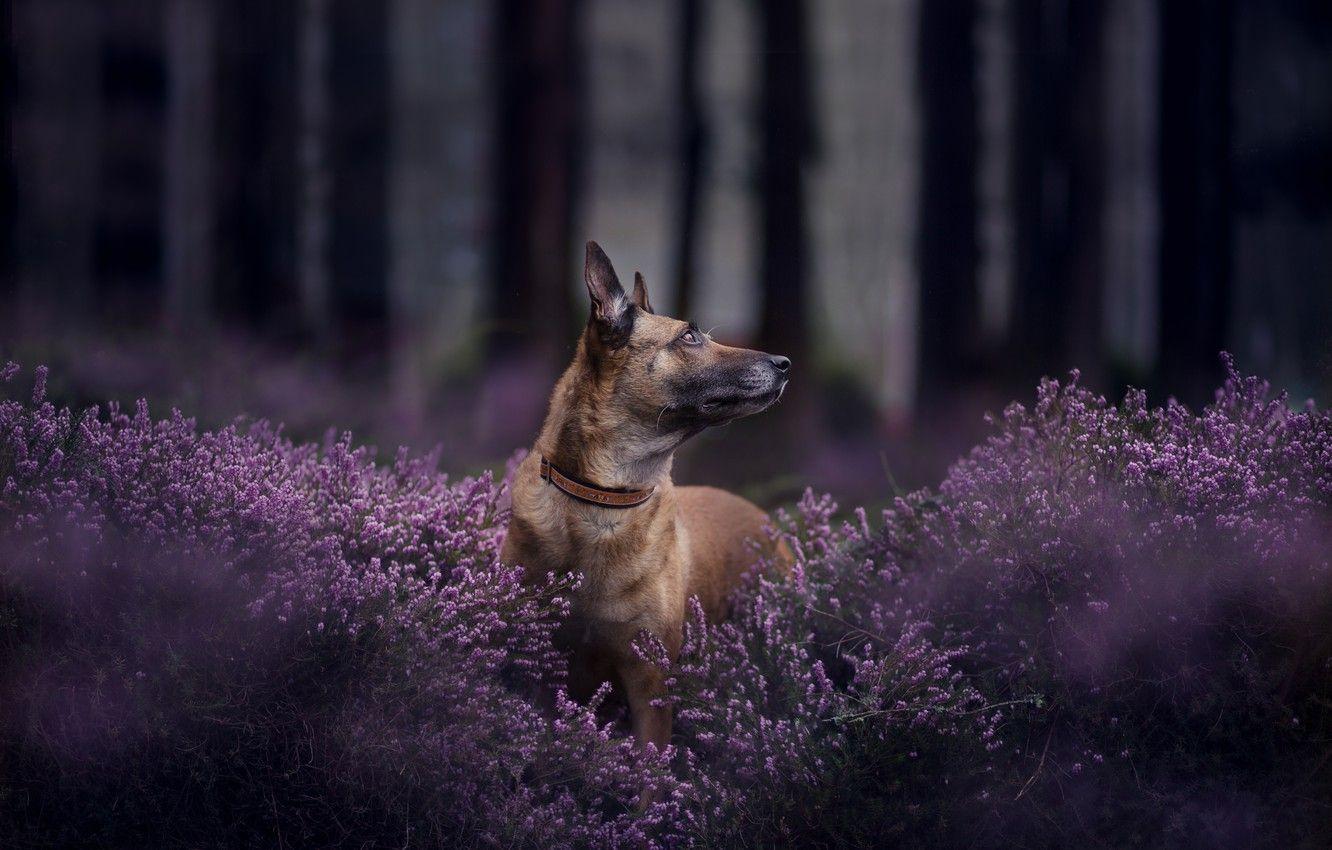 Belgian Malinois Puppy Wallpapers - Top Free Belgian Malinois Puppy ...