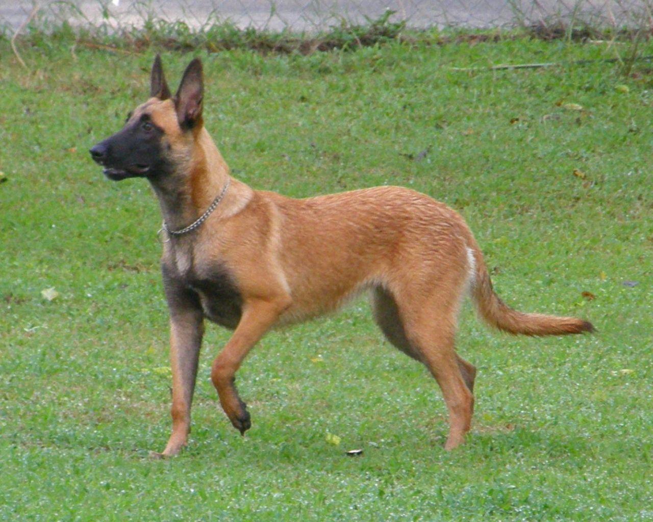 Belgian Malinois Puppy Wallpapers - Top Free Belgian Malinois Puppy ...