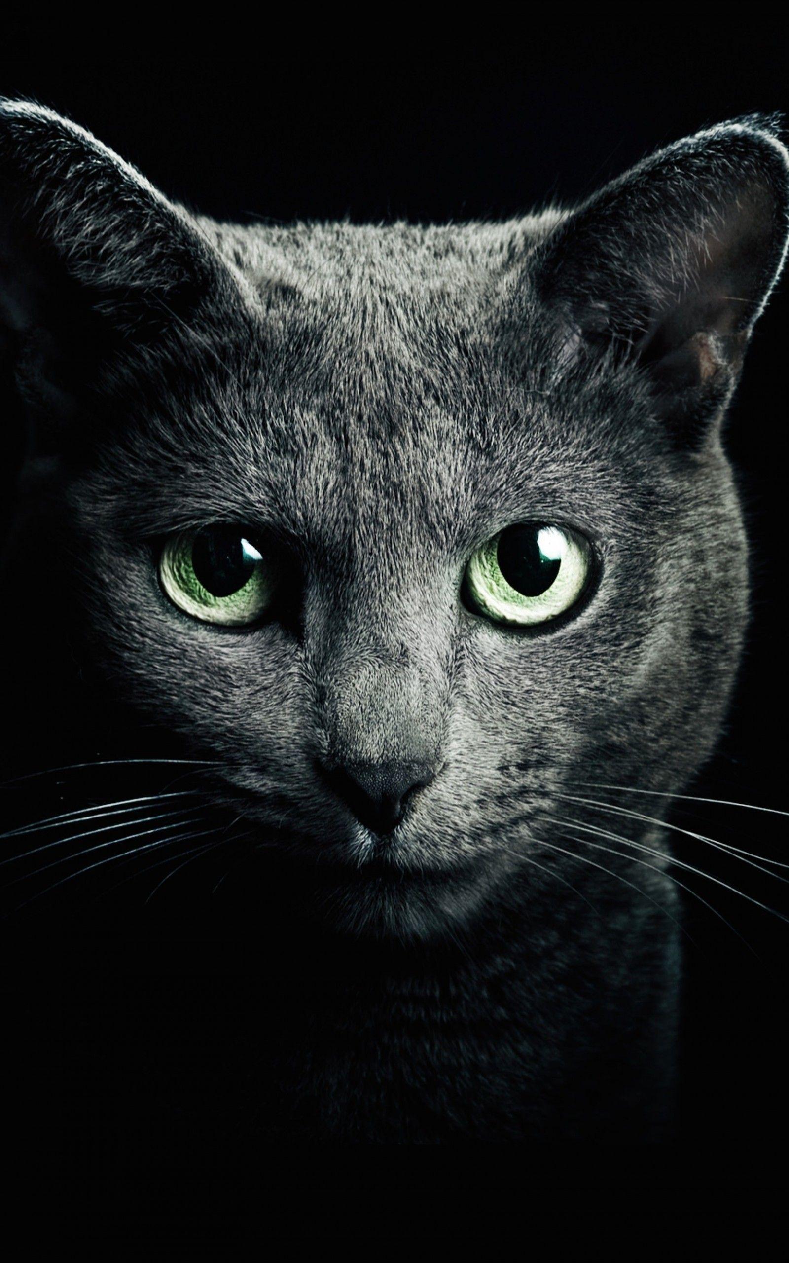 Kindle Fire Cat Wallpapers Top Free Kindle Fire Cat Backgrounds Kindle Fire Cat Wallpapers Top Free Kindle Fire Cat Backgrounds