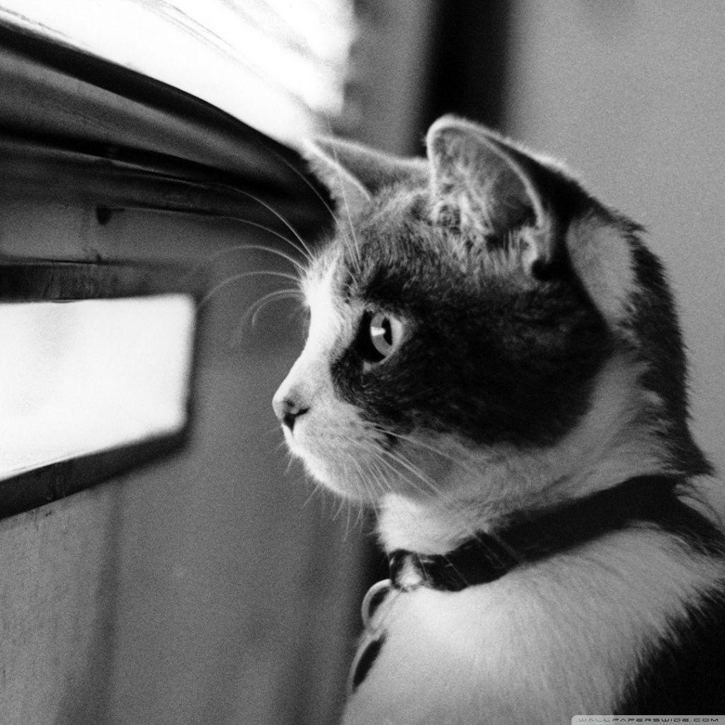 Kindle Fire Cat Wallpapers - Top Free Kindle Fire Cat Backgrounds ...