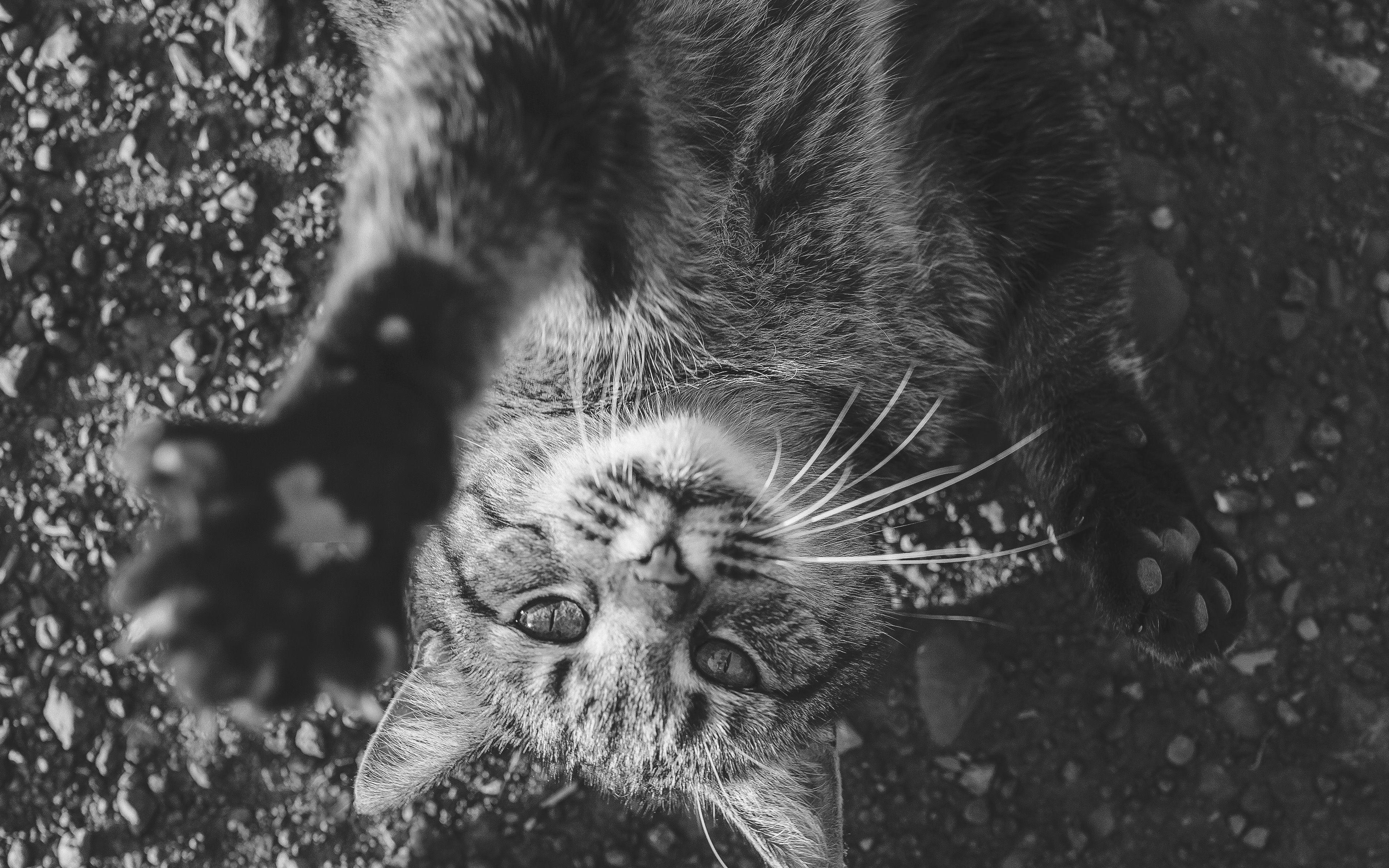 Kindle Fire Cat Wallpapers - Top Free Kindle Fire Cat Backgrounds ...