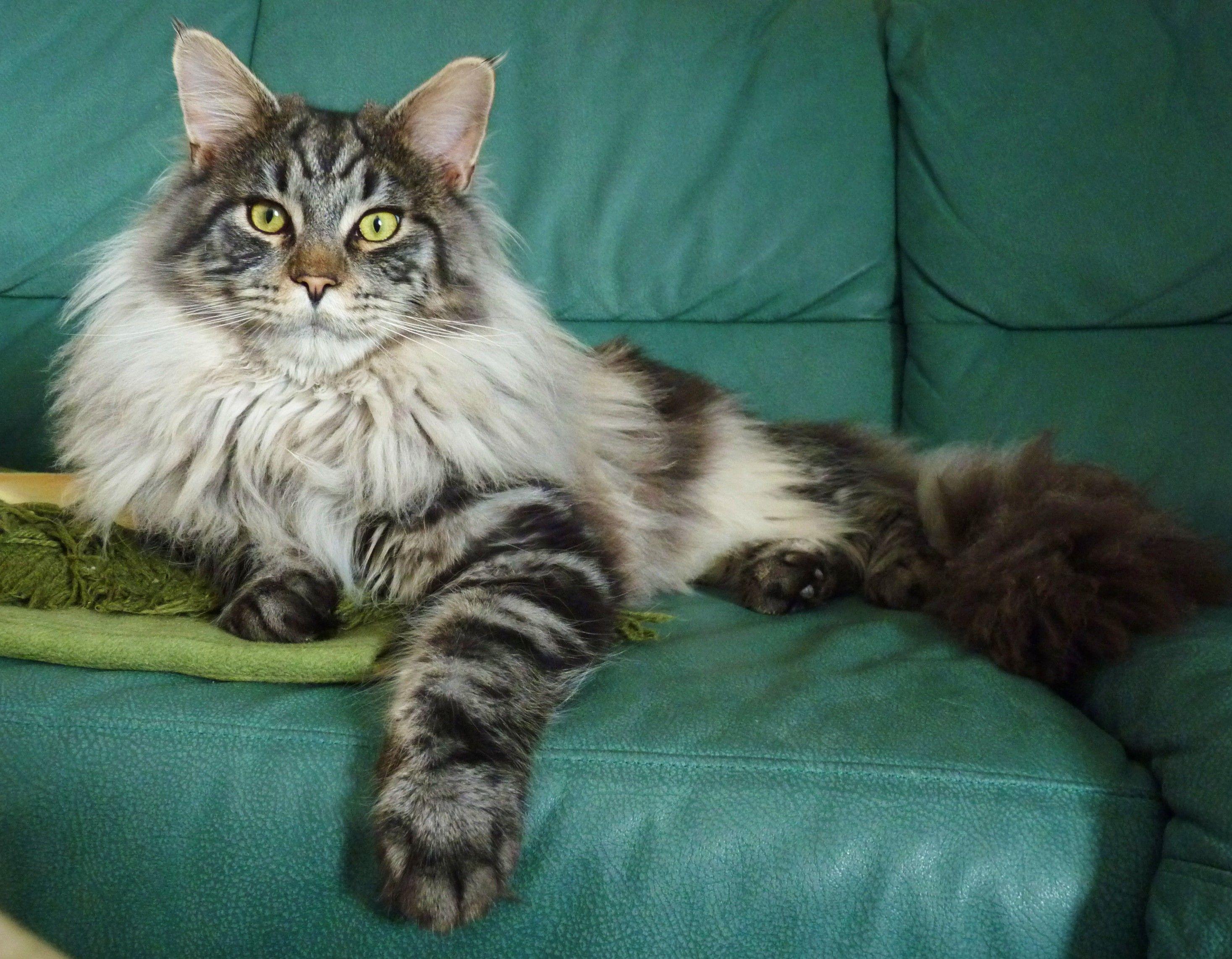 Maine Coon Cat Wallpapers - Top Free Maine Coon Cat Backgrounds ...