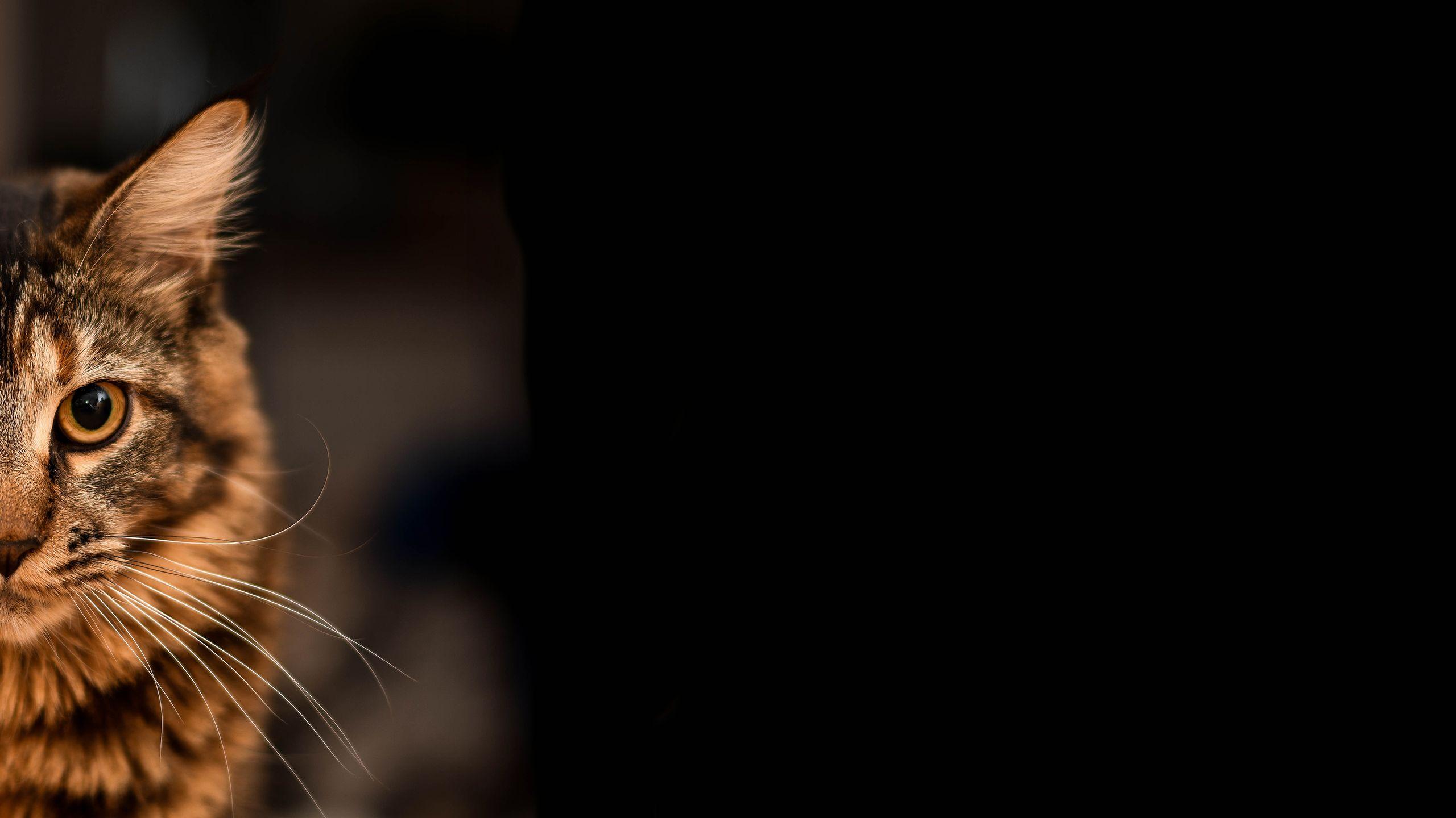 2560X1440 Cat Wallpapers - Top Free 2560X1440 Cat Backgrounds ...