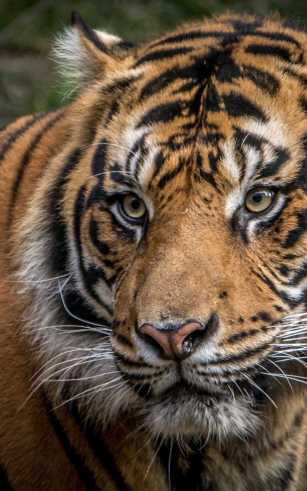 Kindle Fire Cat Wallpapers - Top Free Kindle Fire Cat Backgrounds ...