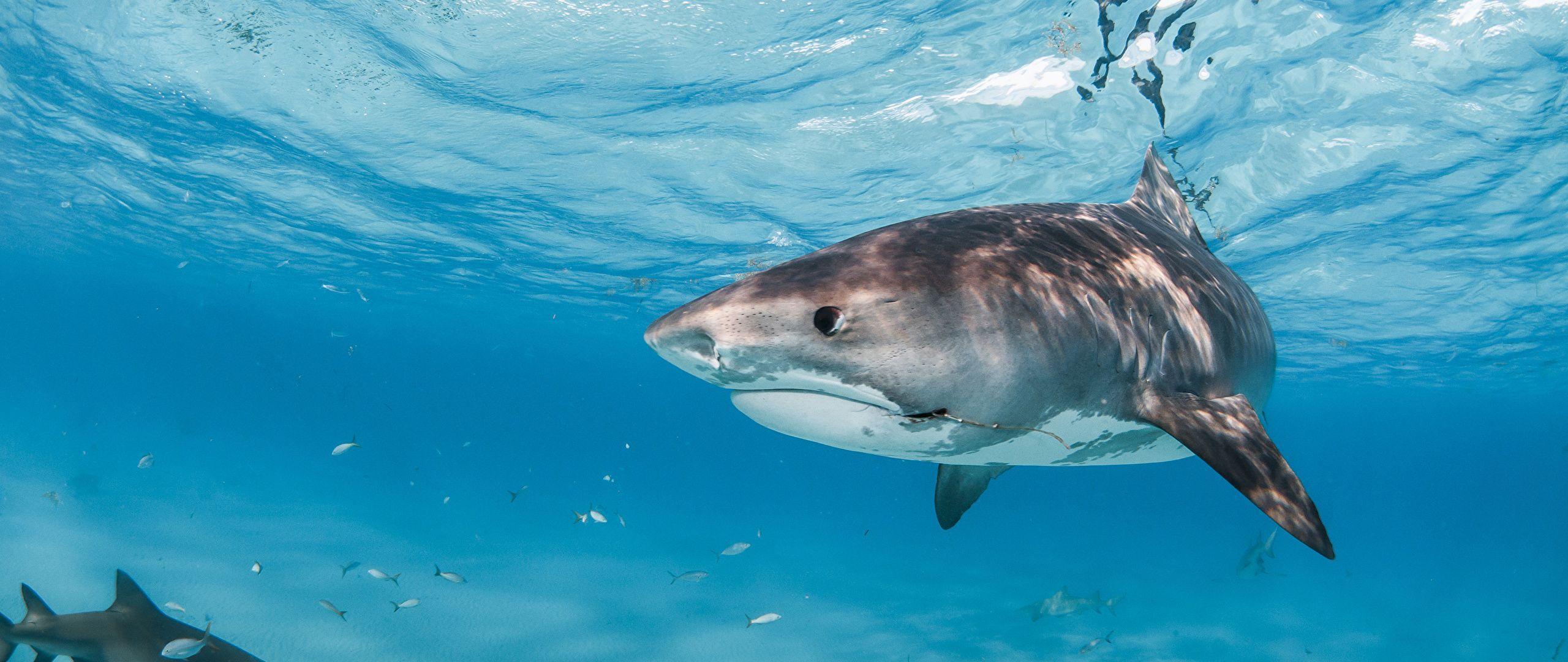 2560X1080 4K Shark Wallpapers - Top Free 2560X1080 4K Shark Backgrounds ...