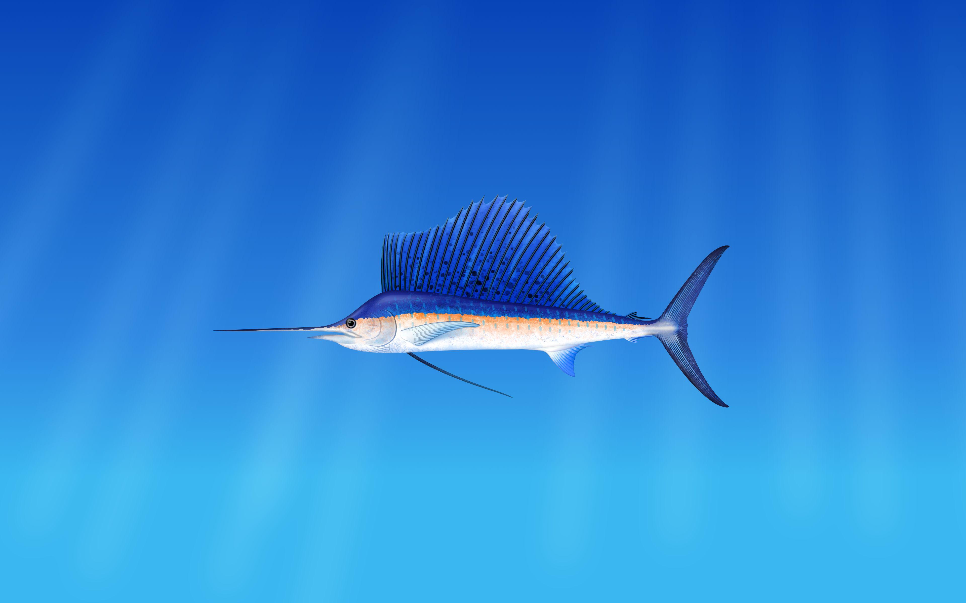 4K Fish Wallpapers - Top Free 4K Fish Backgrounds - WallpaperAccess