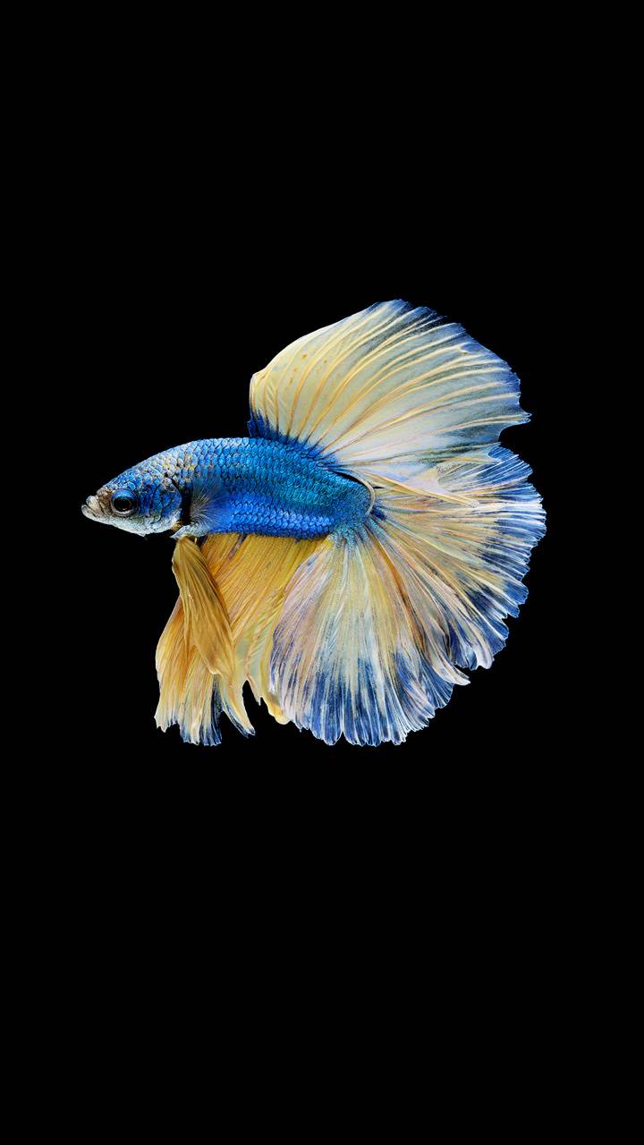 4K Fish Wallpapers - Top Free 4K Fish Backgrounds - WallpaperAccess