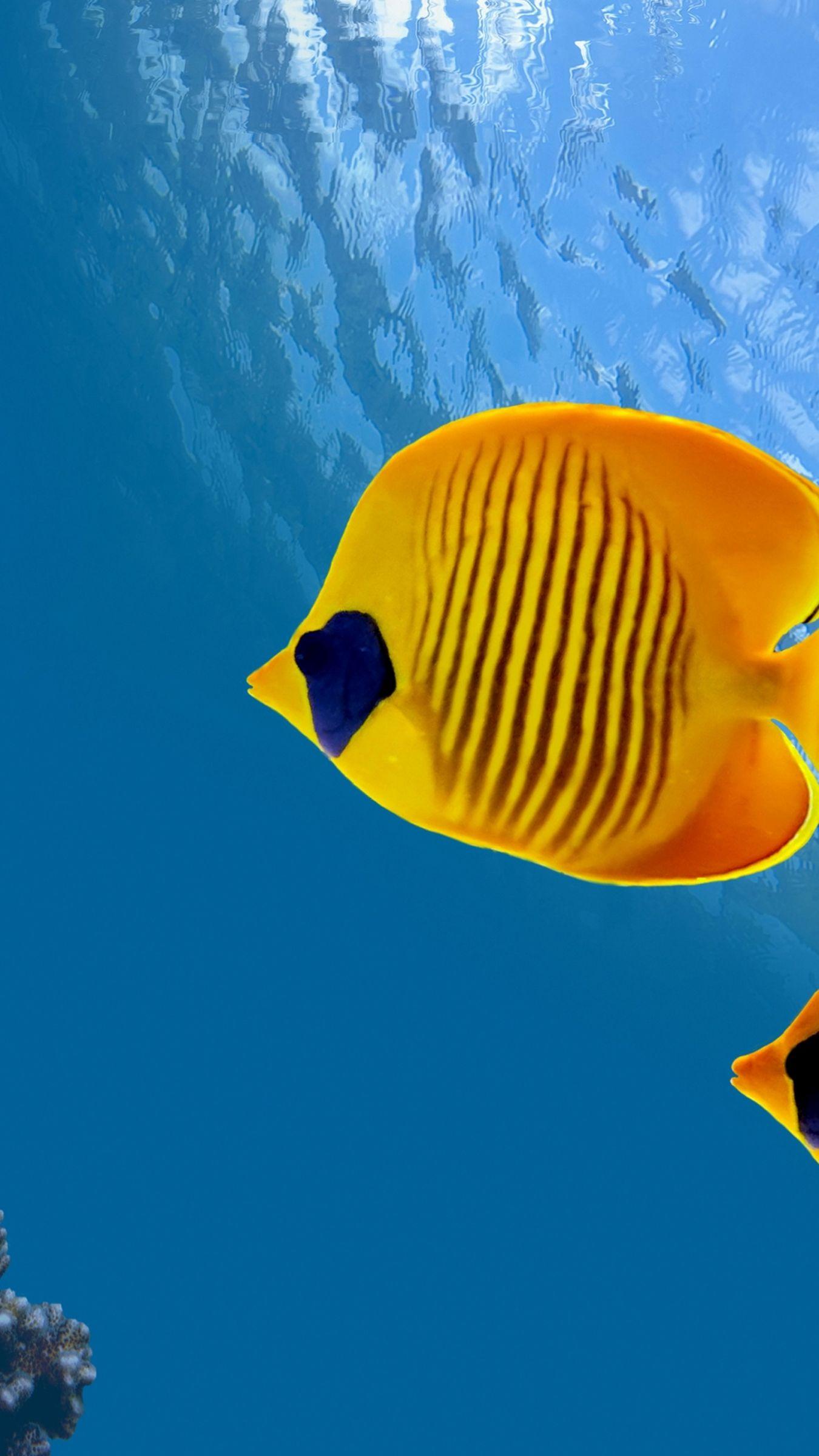 4K Fish Wallpapers - Top Free 4K Fish Backgrounds - WallpaperAccess