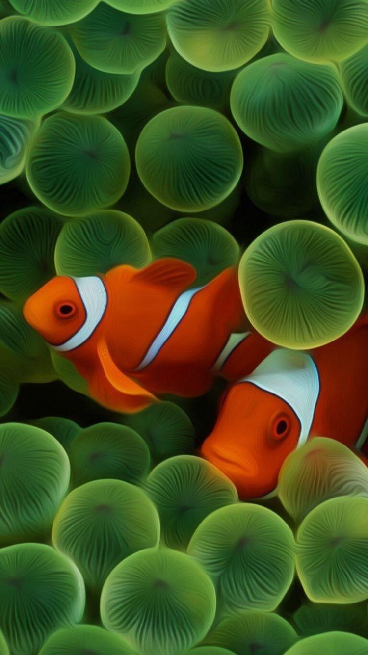 4K Fish Wallpapers - Top Free 4K Fish Backgrounds - WallpaperAccess