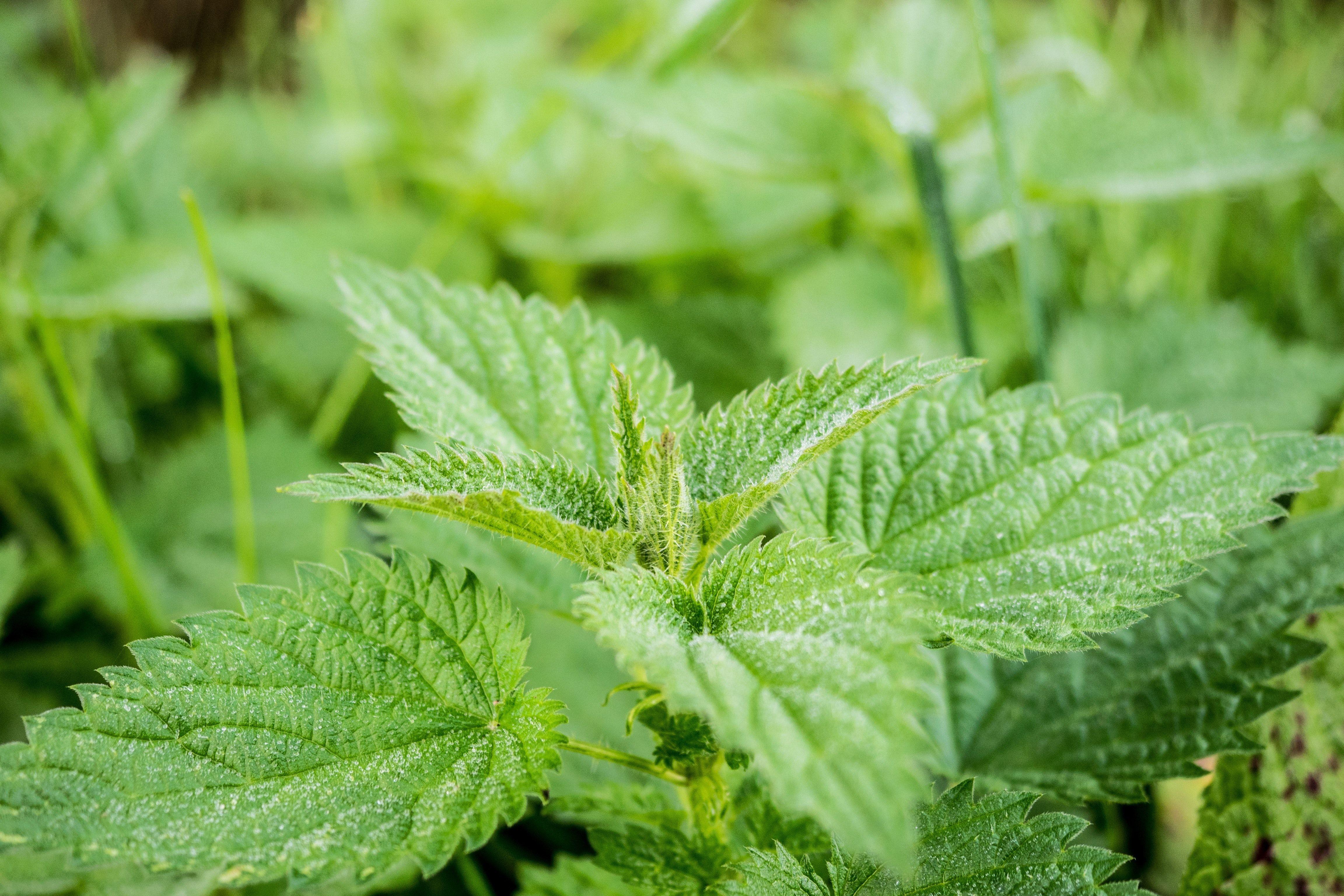 Mint Leaves Wallpapers - Top Free Mint Leaves Backgrounds - WallpaperAccess