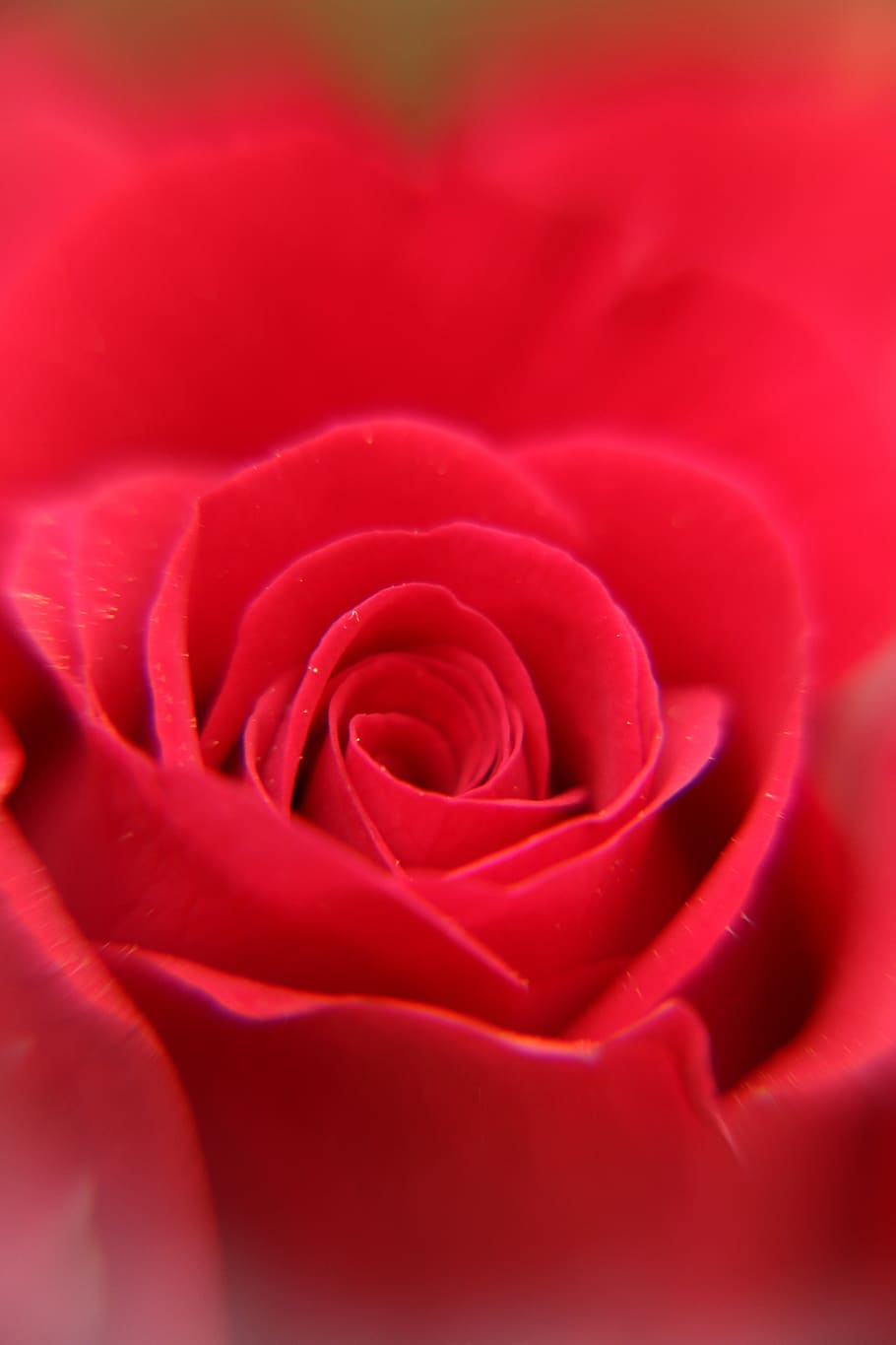 Red Rose Phone Wallpapers - Top Free Red Rose Phone Backgrounds ...