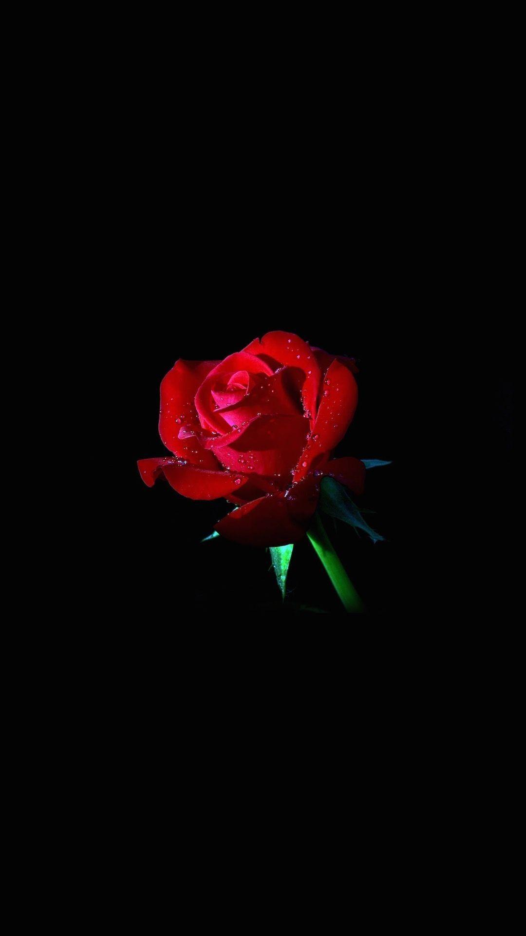 Red Rose Phone Wallpapers - Top Free Red Rose Phone Backgrounds ...