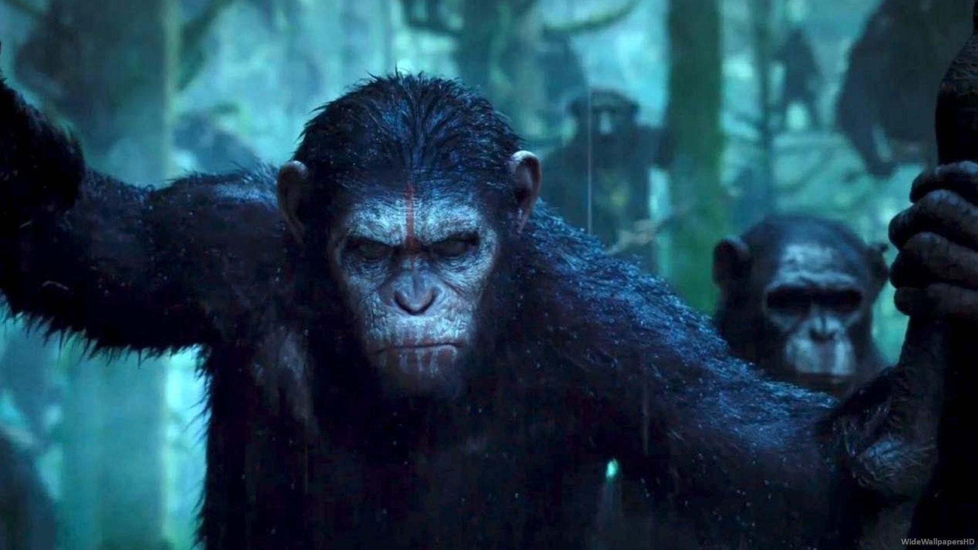 Great Ape Wallpapers - Top Free Great Ape Backgrounds - WallpaperAccess