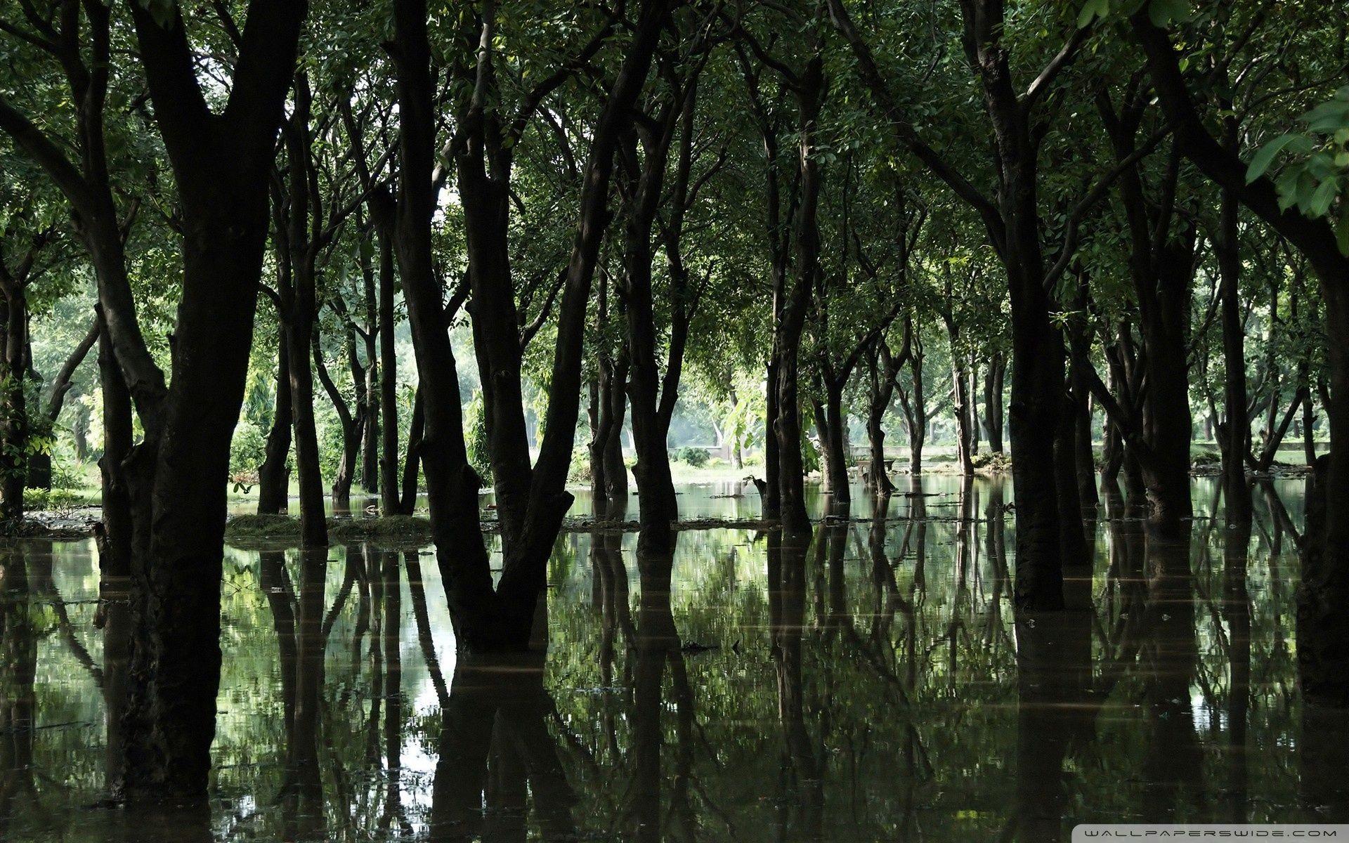 Wetland Wallpapers - Top Free Wetland Backgrounds - WallpaperAccess