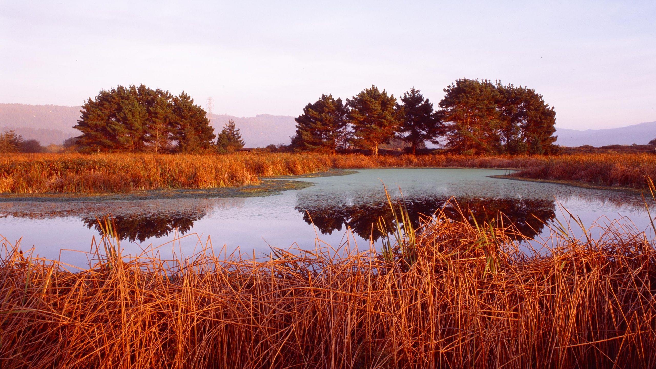 Wetland Wallpapers - Top Free Wetland Backgrounds - WallpaperAccess
