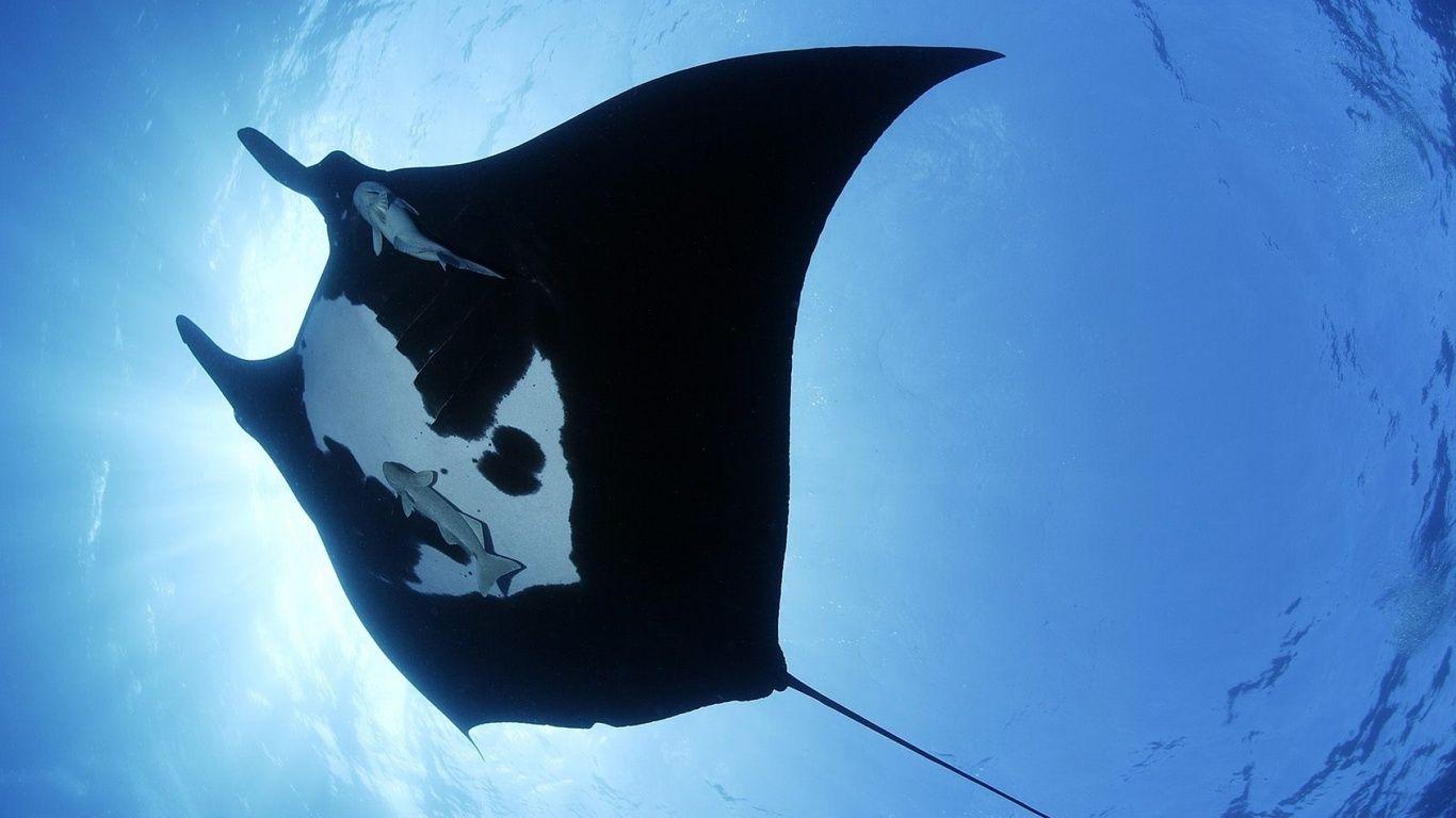 Stingray Wallpapers - Top Free Stingray Backgrounds - WallpaperAccess