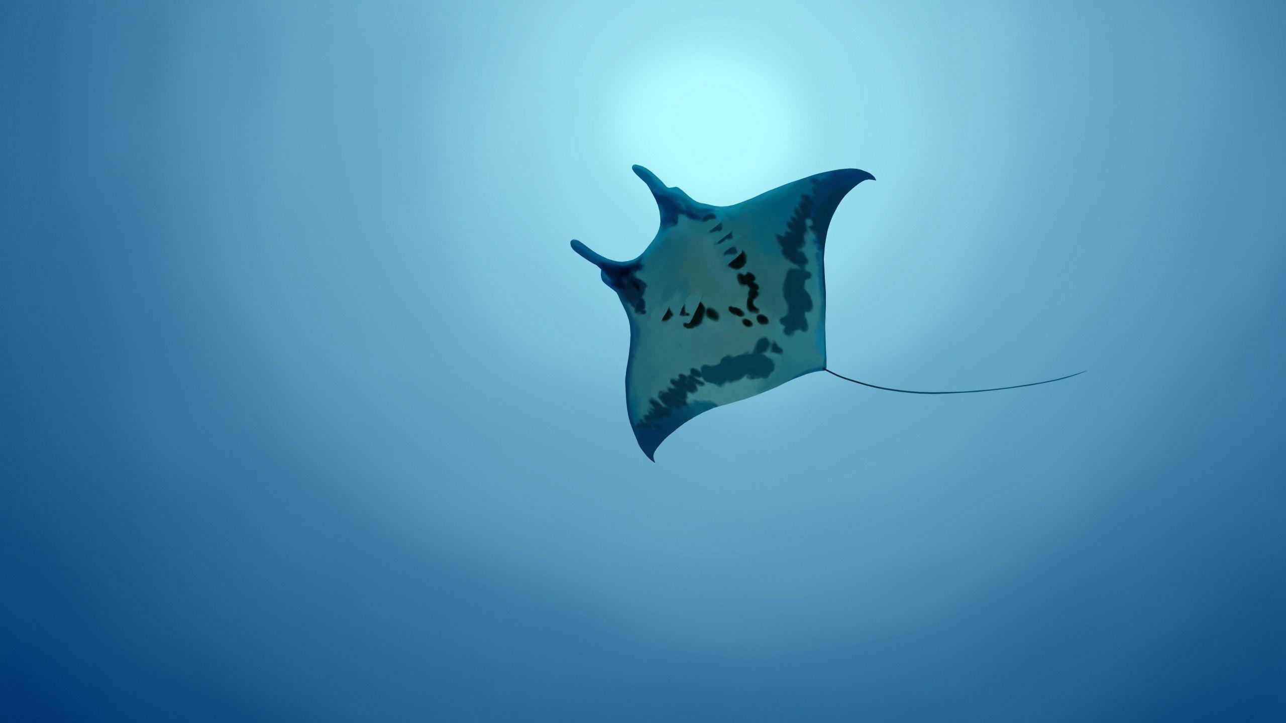 Stingray Wallpapers - Top Free Stingray Backgrounds - WallpaperAccess