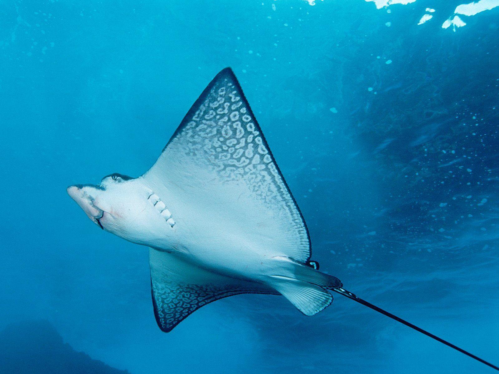 Stingray Wallpapers - Top Free Stingray Backgrounds - WallpaperAccess