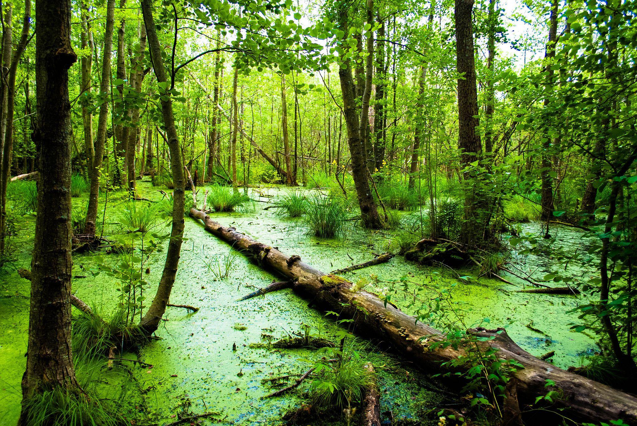 Wetland Wallpapers - Top Free Wetland Backgrounds - WallpaperAccess