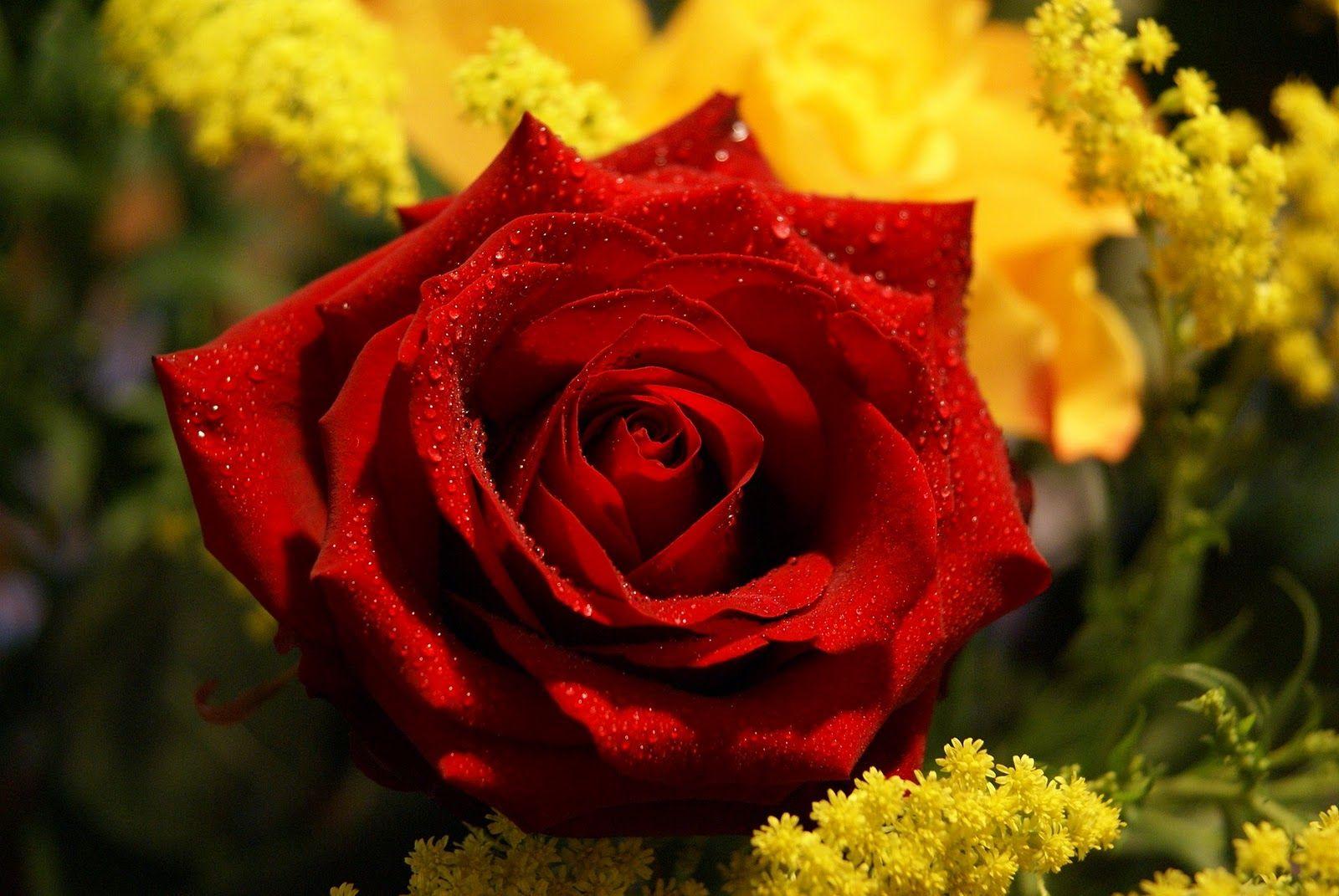 Beautiful Rose Flowers Wallpapers - Top Free Beautiful Rose Flowers ...