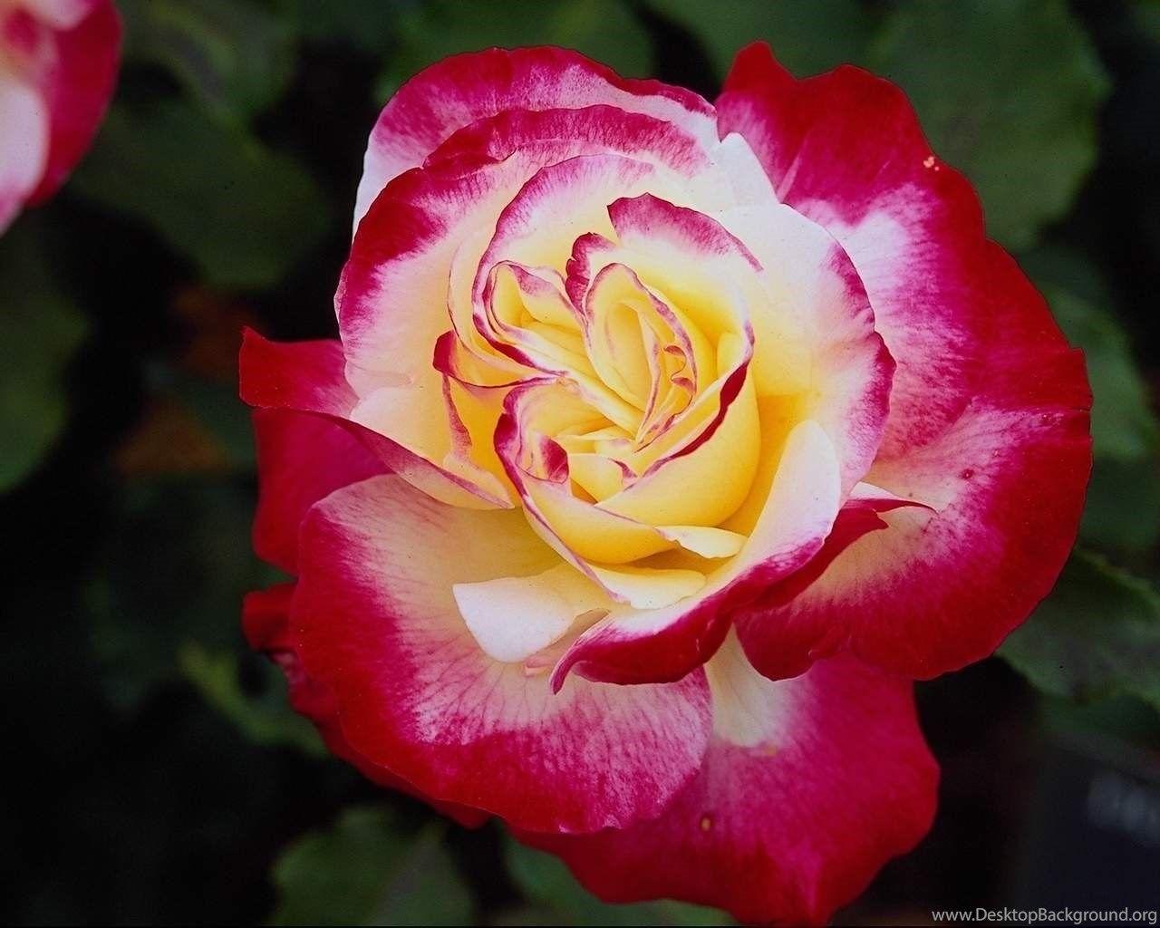 Beautiful Rose Flowers Wallpapers - Top Free Beautiful Rose Flowers ...