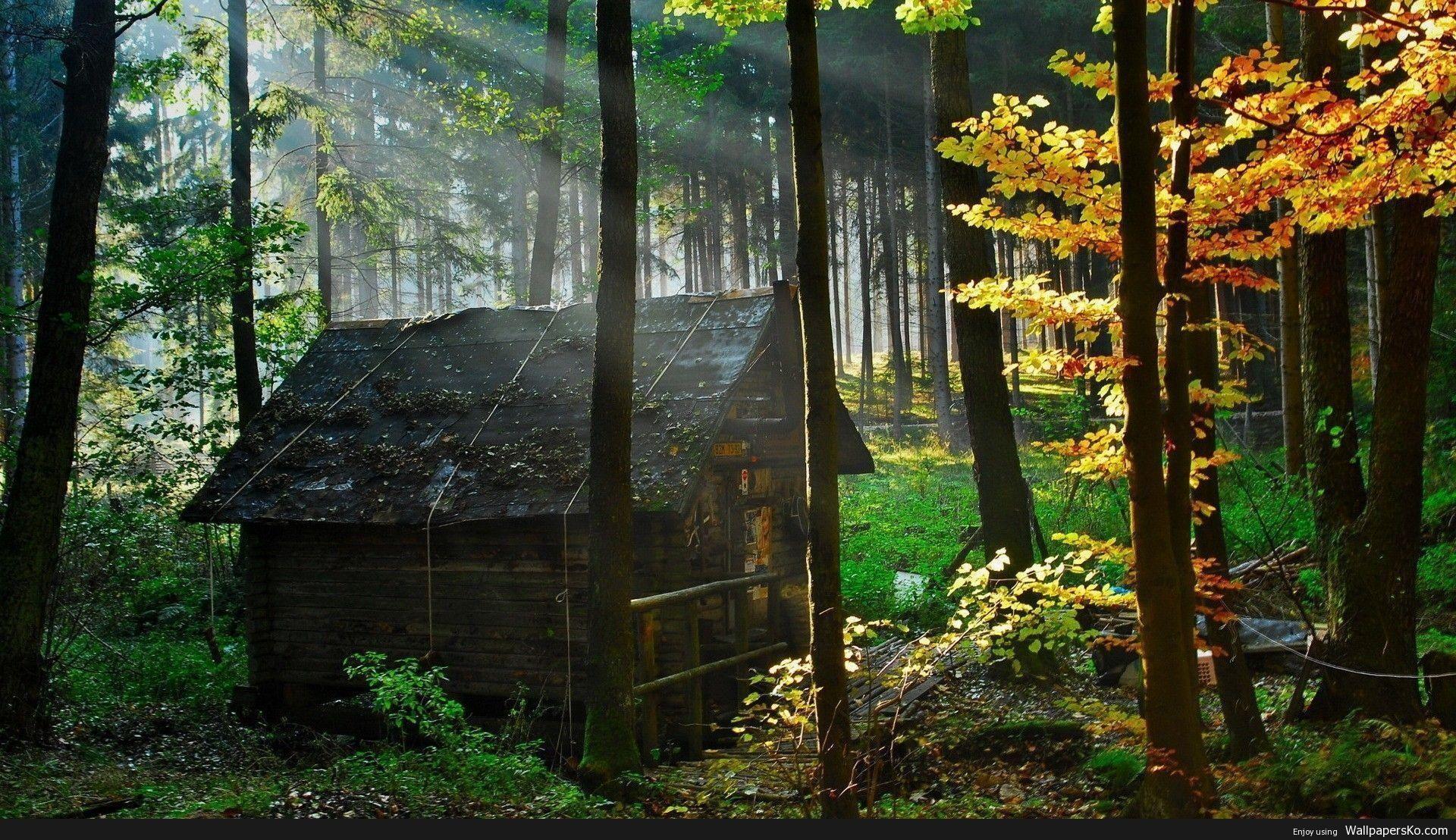 Natural Forest Wallpapers - Top Free Natural Forest Backgrounds ...