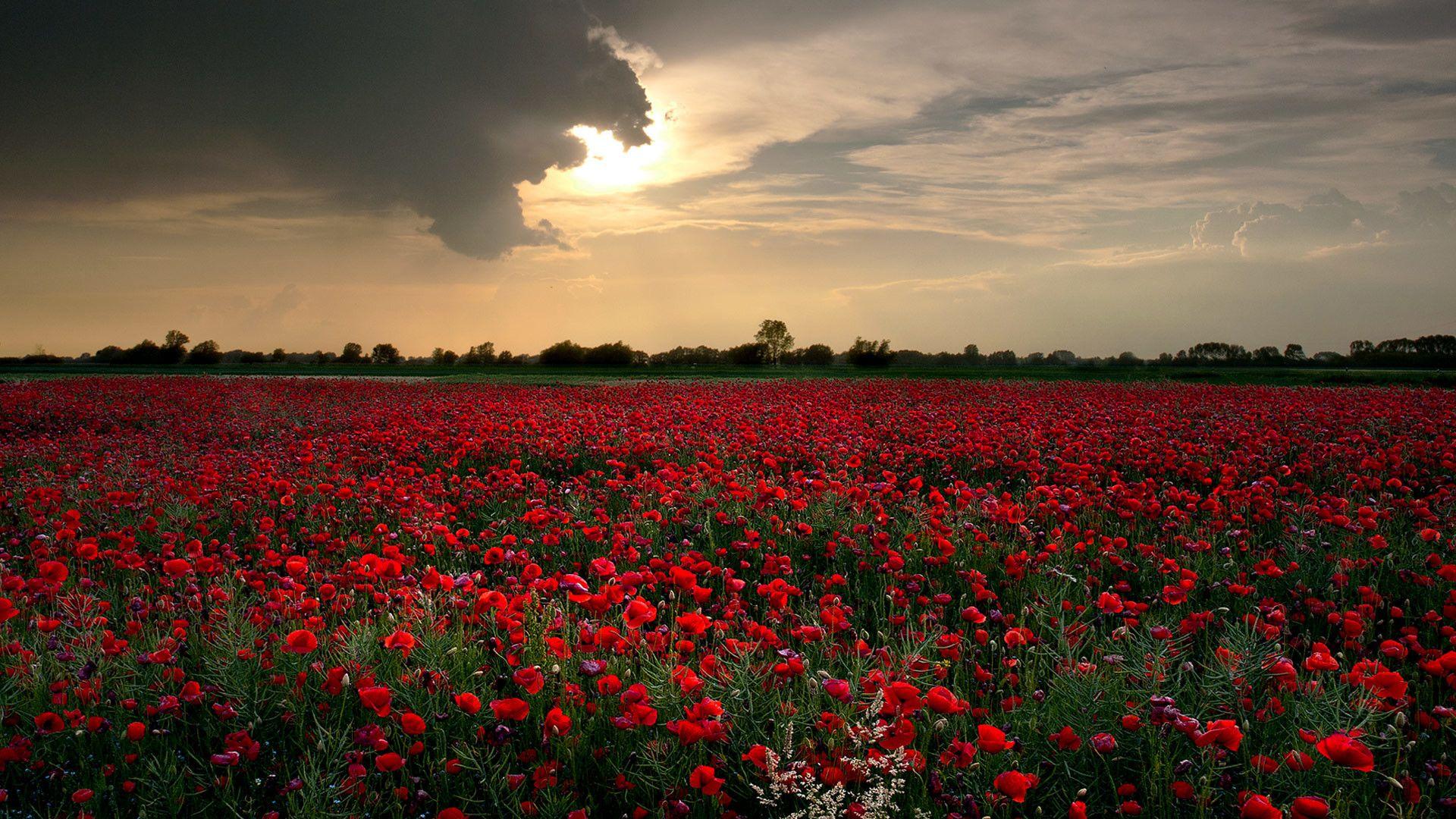 Fine Art Desktop Wallpapers - Top Free Fine Art Desktop Backgrounds ...