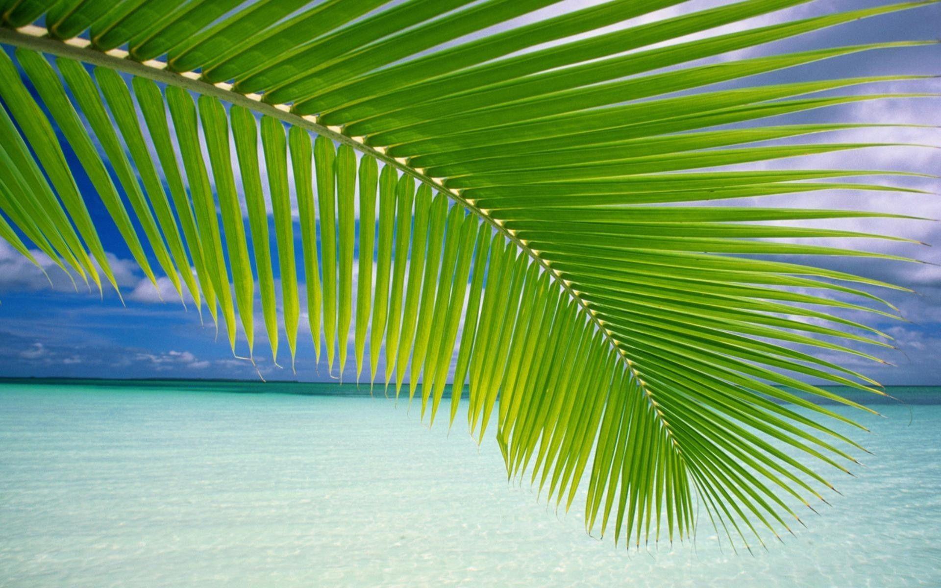 Coconut Leaf Wallpapers - Top Free Coconut Leaf Backgrounds ...
