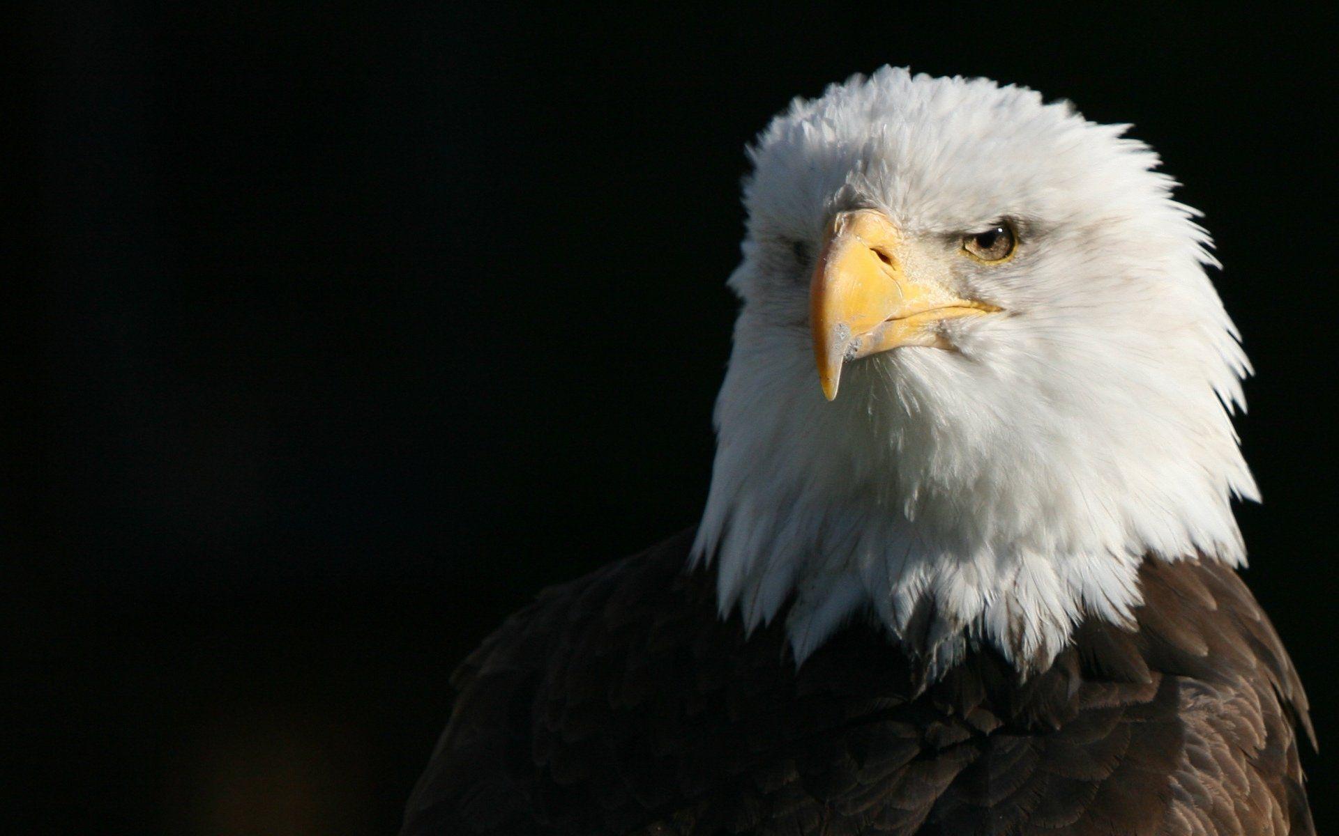 Bald Eagle Desktop Wallpapers - Top Free Bald Eagle Desktop Backgrounds ...
