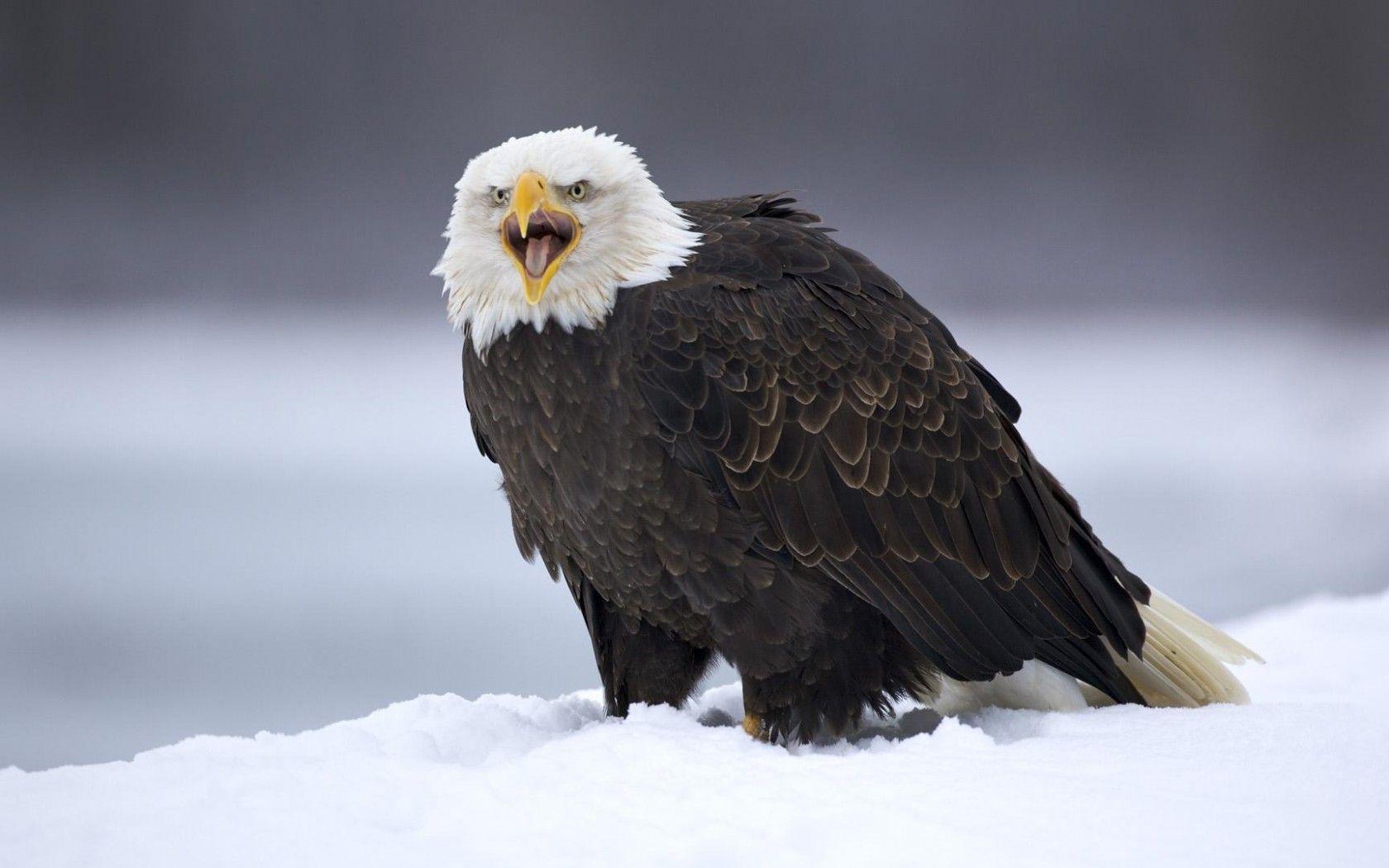 Bald Eagle Desktop Wallpapers - Top Free Bald Eagle Desktop Backgrounds - WallpaperAccess