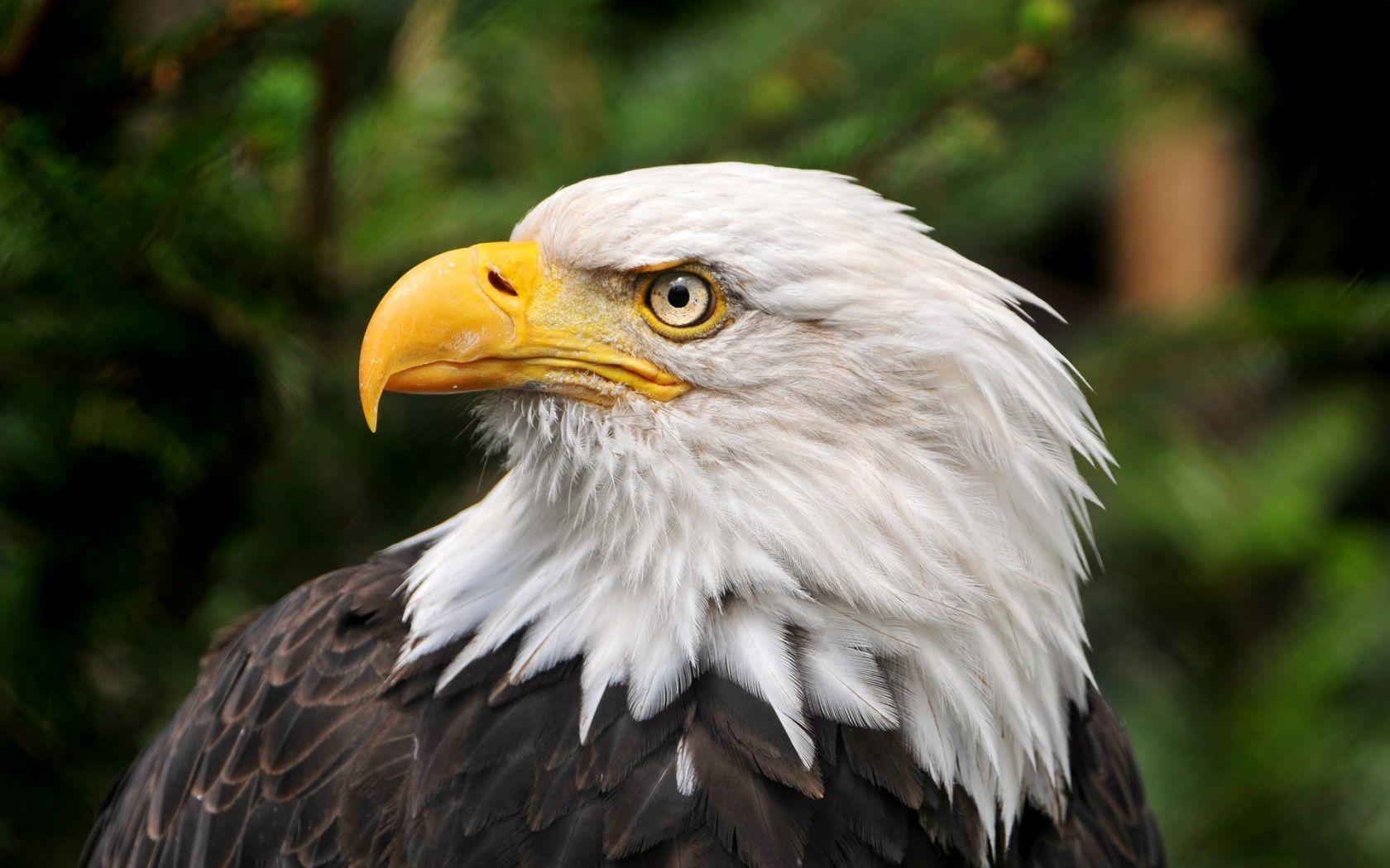 American Bald Eagle Desktop Wallpapers - Top Free American Bald Eagle ...