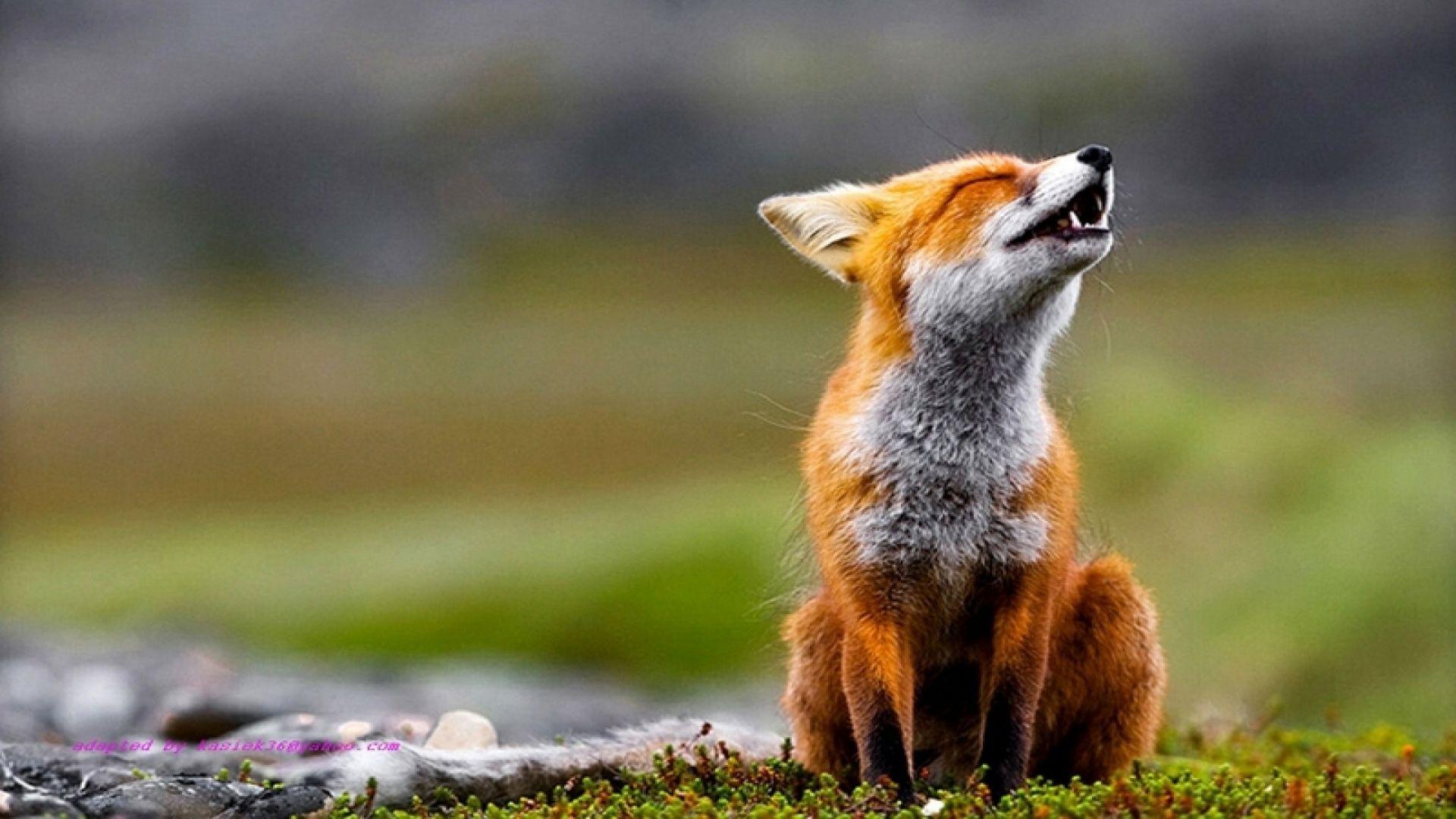 Fox Animal HD Wallpapers - Top Free Fox Animal HD Backgrounds ...
