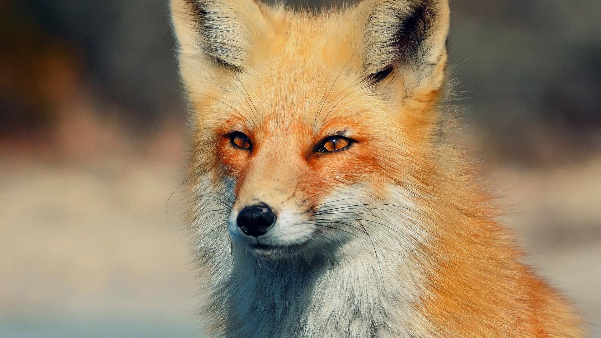 Fox Animal HD Wallpapers - Top Free Fox Animal HD Backgrounds ...