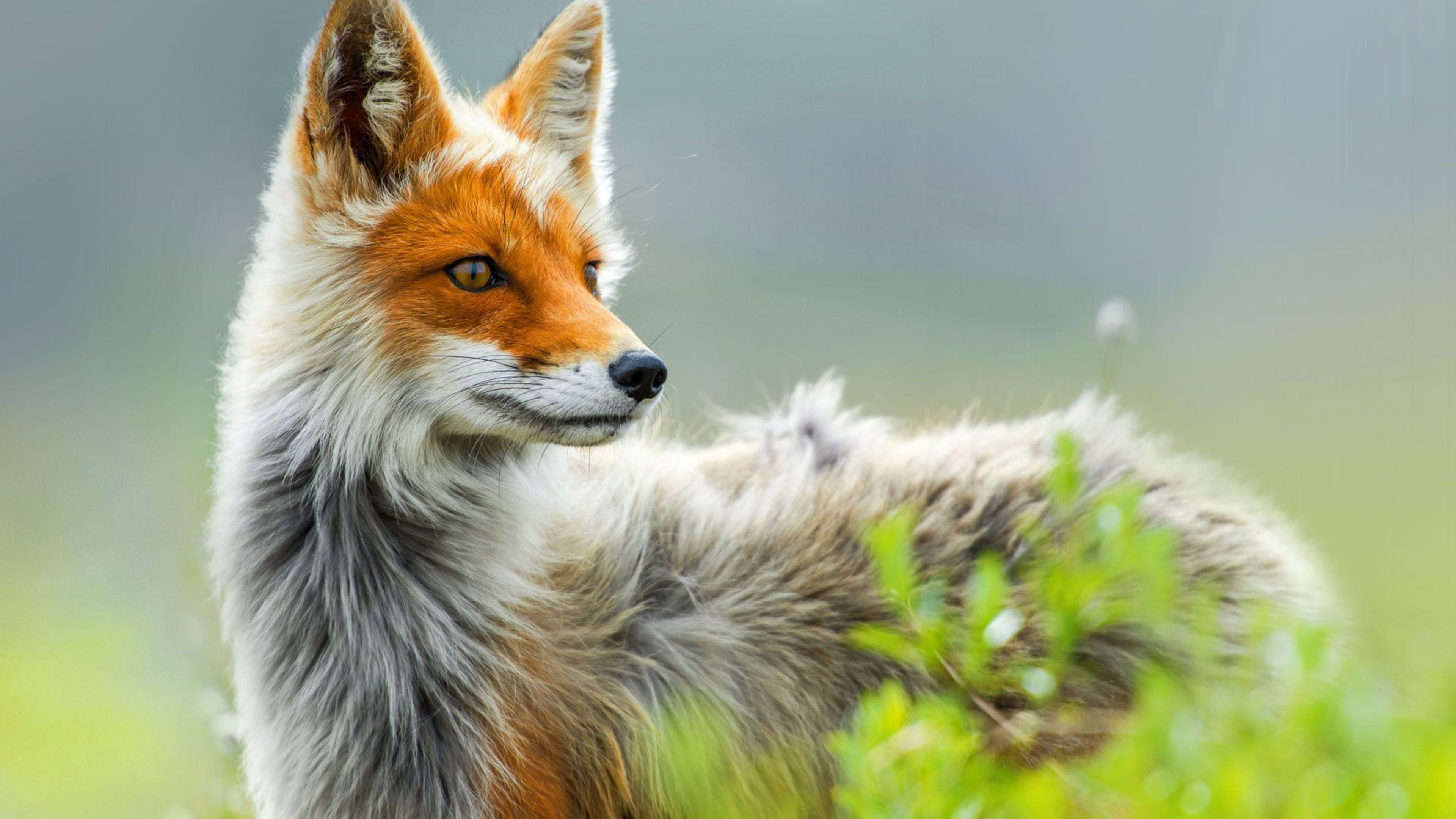 Fox Animal HD Wallpapers - Top Free Fox Animal HD Backgrounds ...