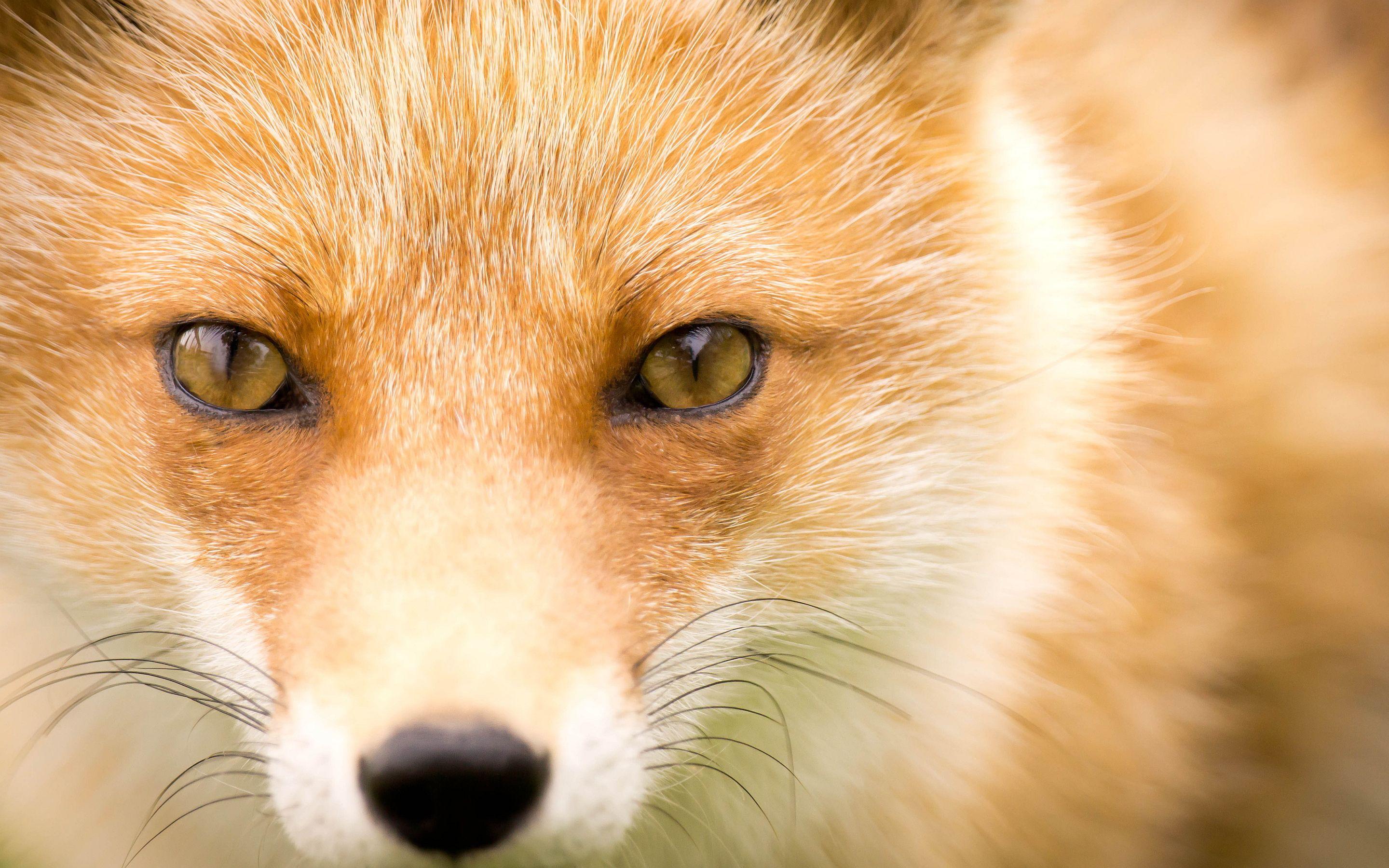 Fox Animal HD Wallpapers - Top Free Fox Animal HD Backgrounds ...