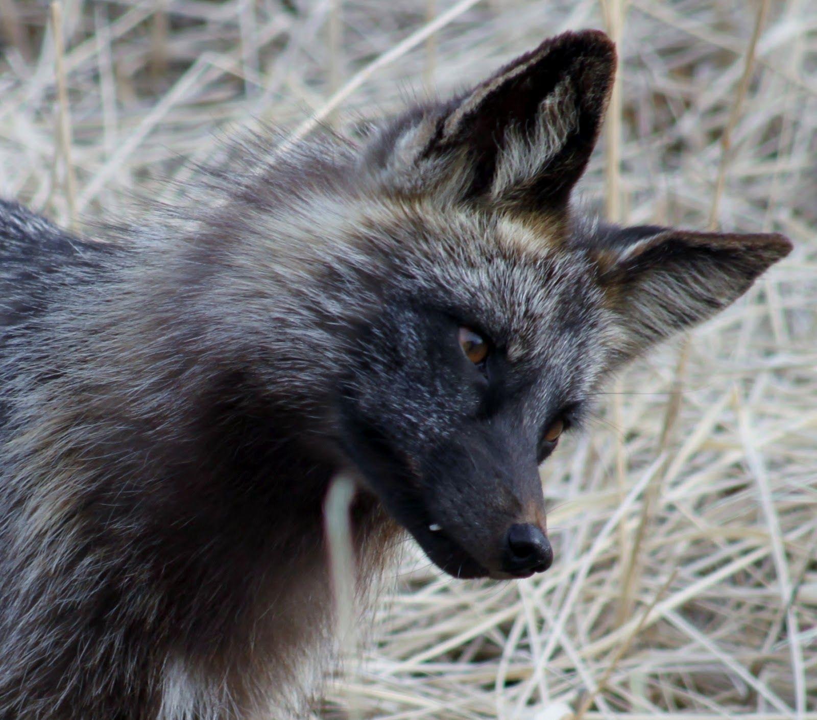 Silver Fox Wallpapers - Top Free Silver Fox Backgrounds - WallpaperAccess