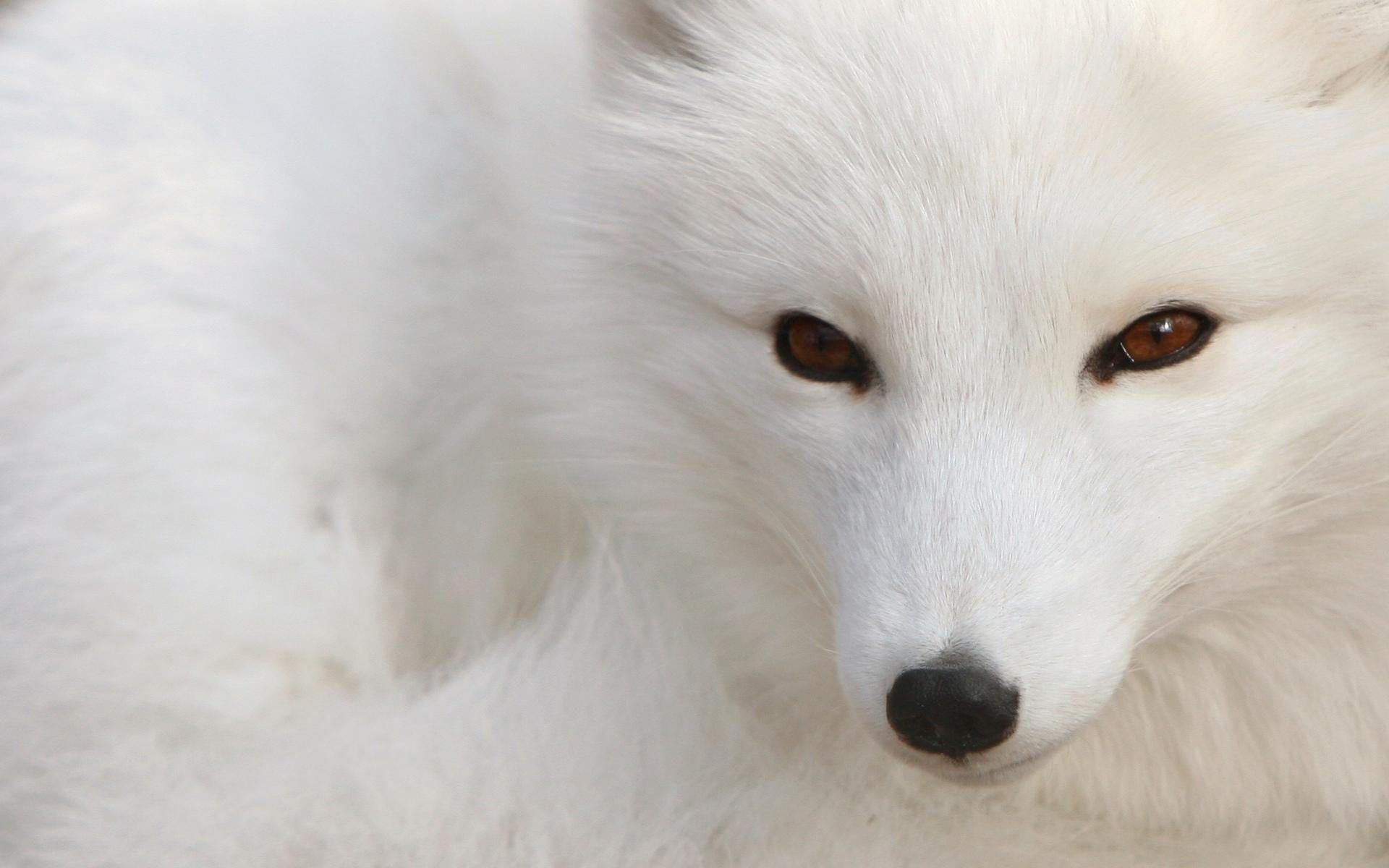 Fox Animal HD Wallpapers - Top Free Fox Animal HD Backgrounds ...