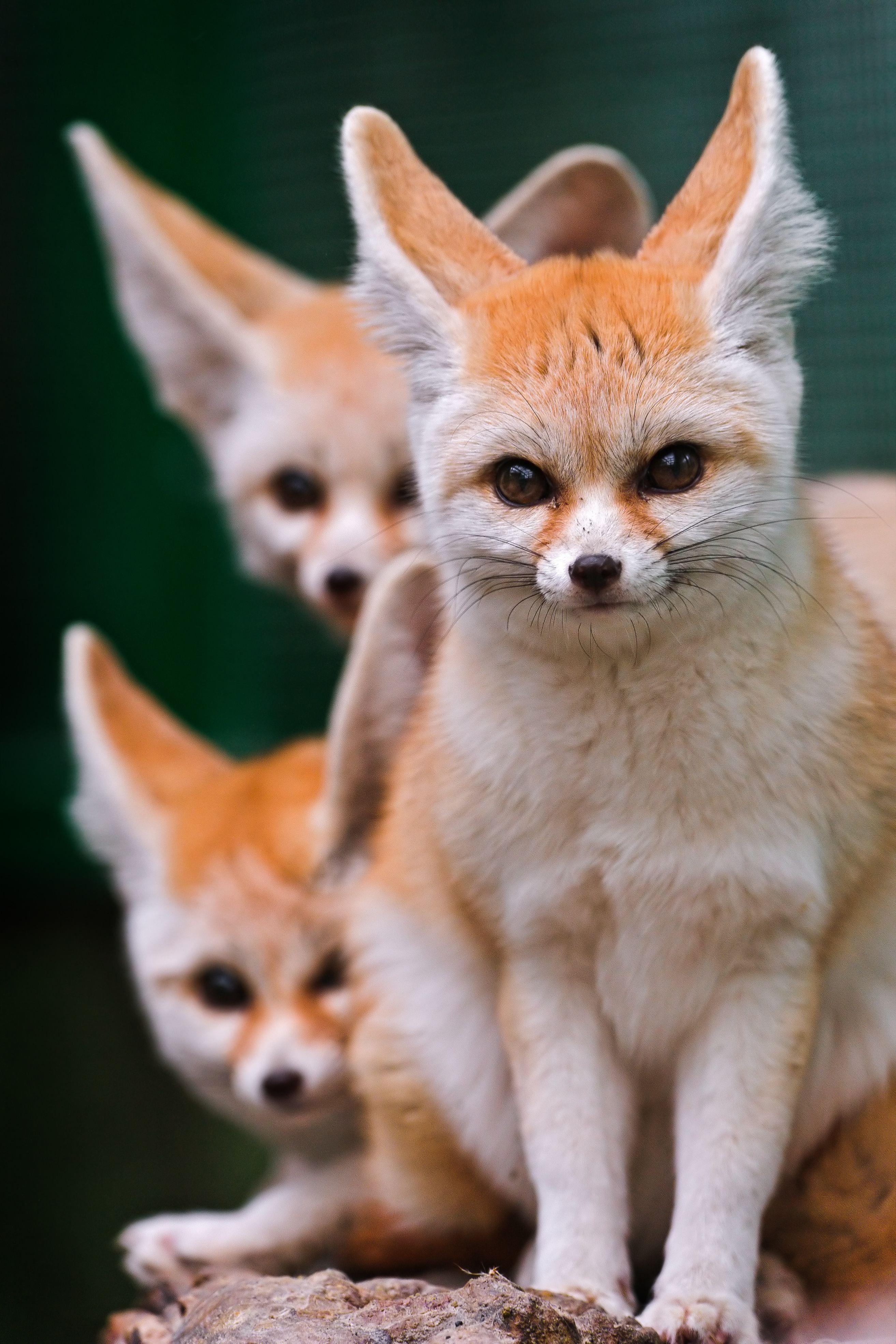 Fox Animal HD Wallpapers - Top Free Fox Animal HD Backgrounds ...
