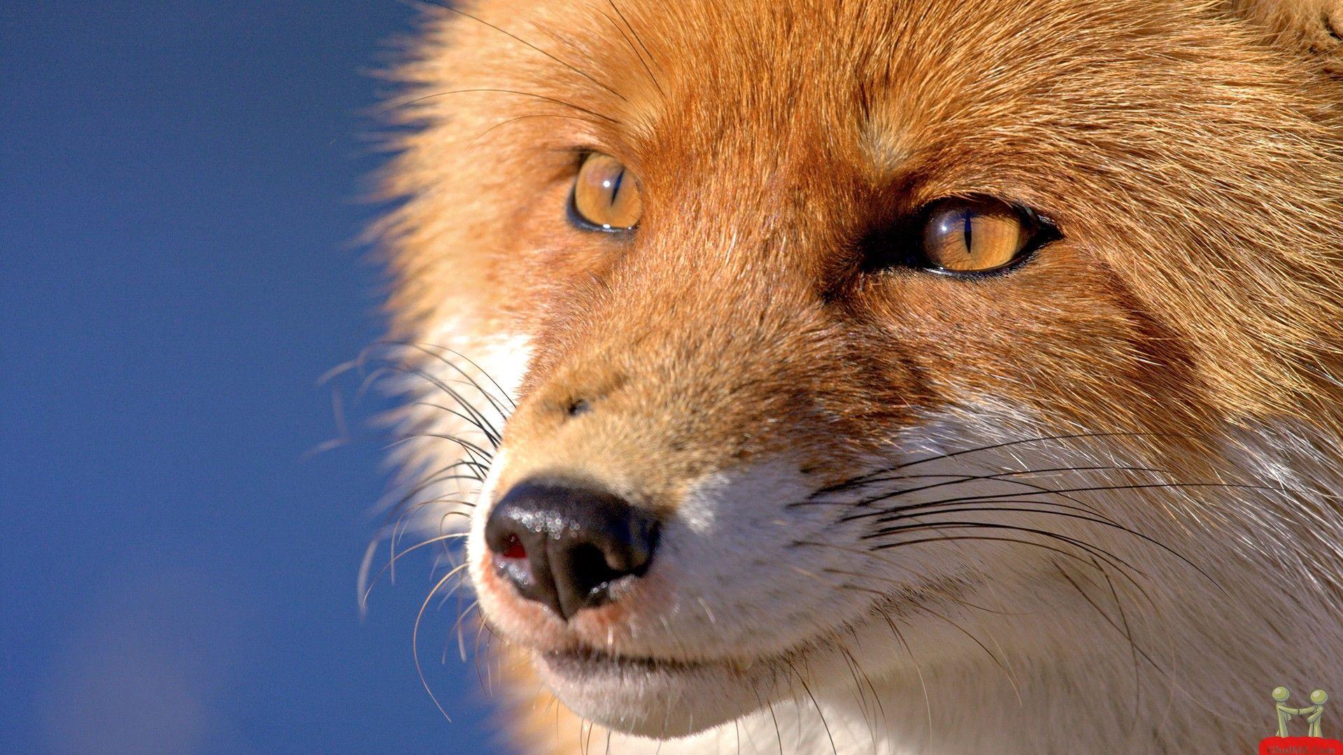 Fox Animal HD Wallpapers - Top Free Fox Animal HD Backgrounds ...