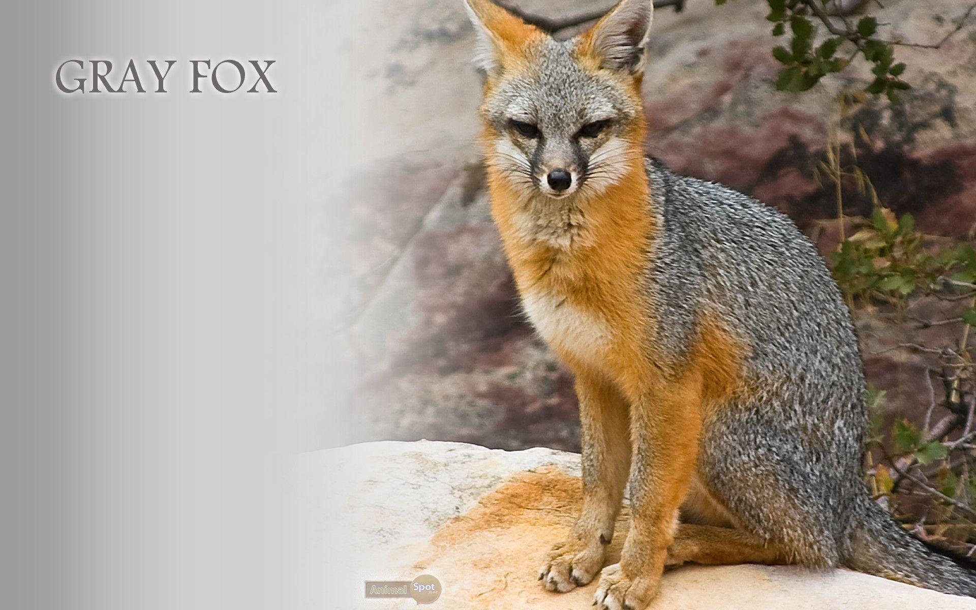 Fox Animal HD Wallpapers - Top Free Fox Animal HD Backgrounds ...
