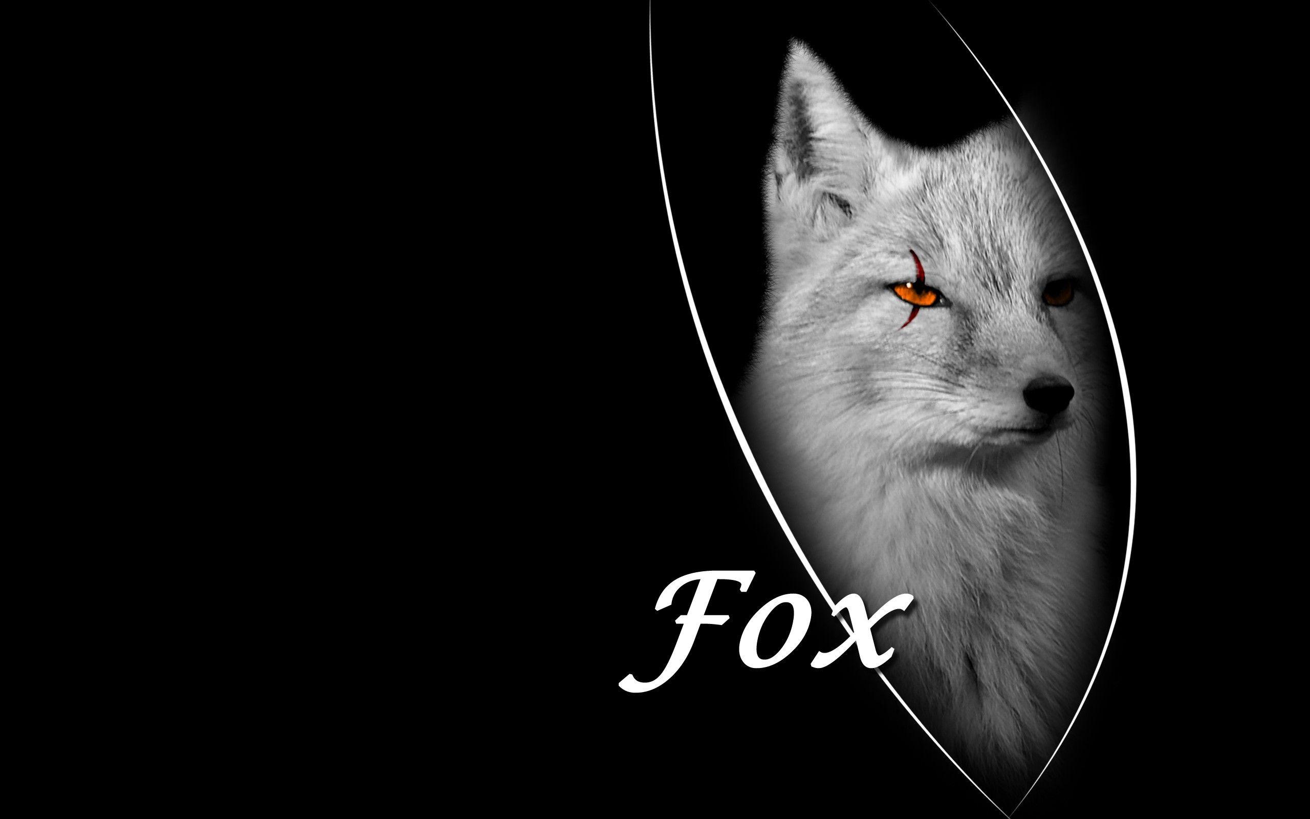 Silver Fox Wallpapers - Top Free Silver Fox Backgrounds - WallpaperAccess