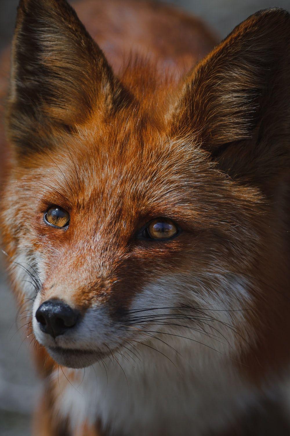 Fox Animal HD Wallpapers - Top Free Fox Animal HD Backgrounds ...